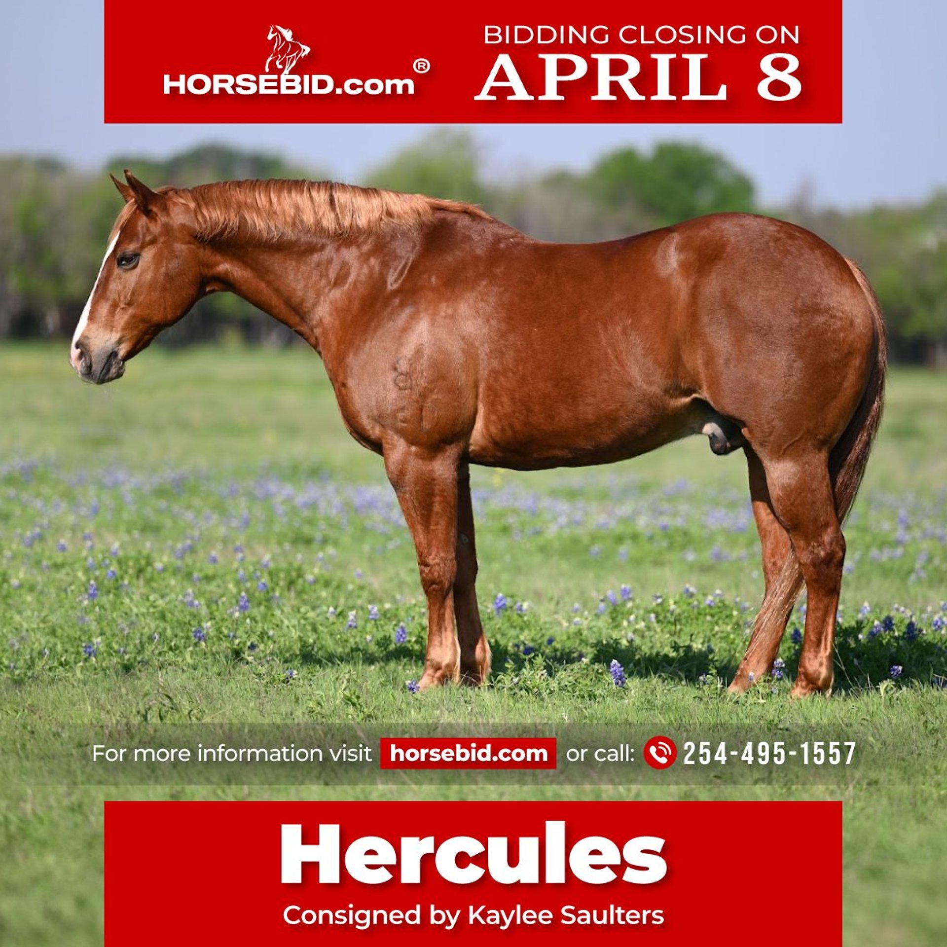 American Quarter Horse Gelding 12 years 15,3 hh Sorrel in Axtell