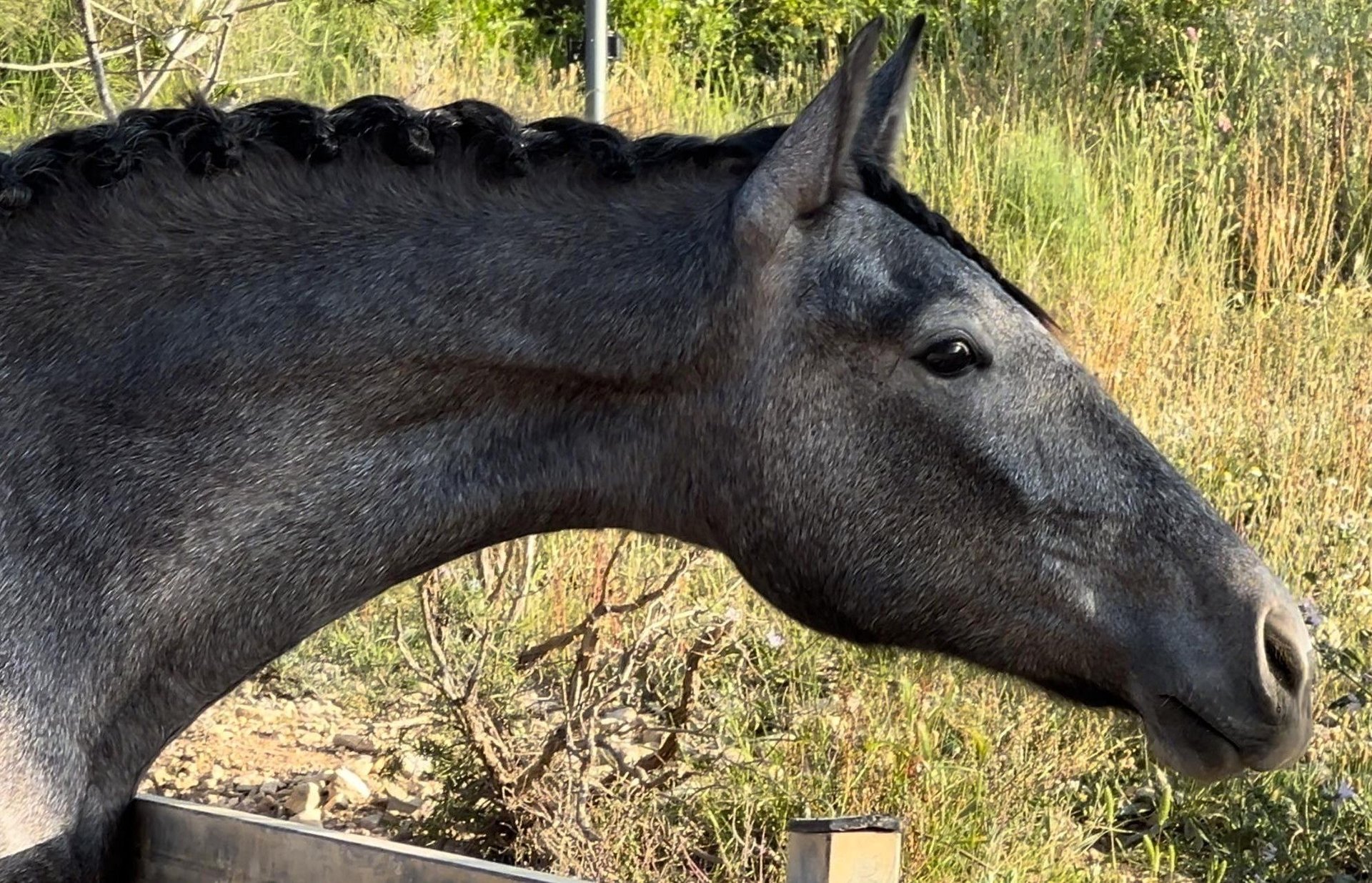 PRE Mare 2 years 16 hh Gray-Dark-Tan in Valencia