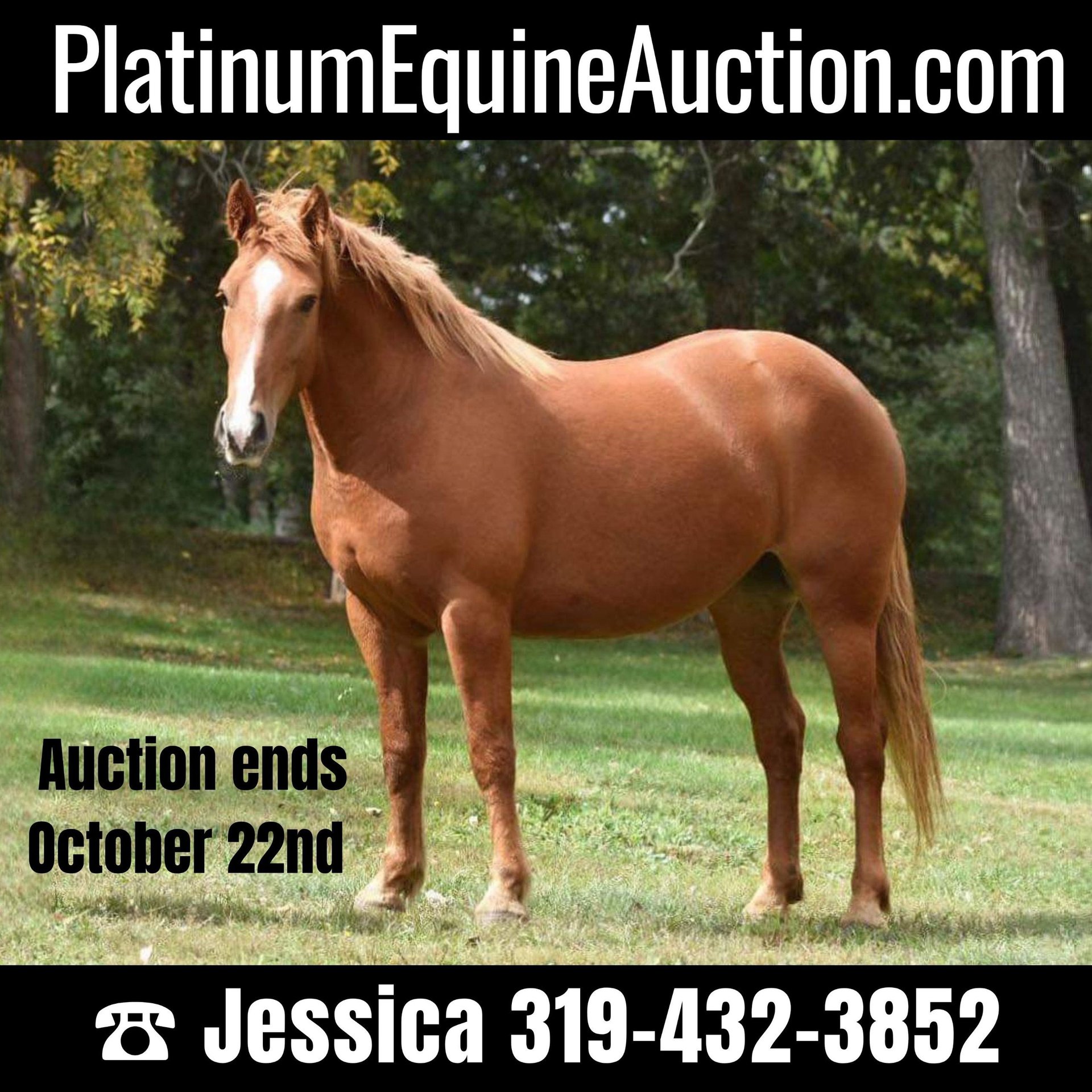 American Quarter Horse Mare 6 years Sorrel in Van Horne IA