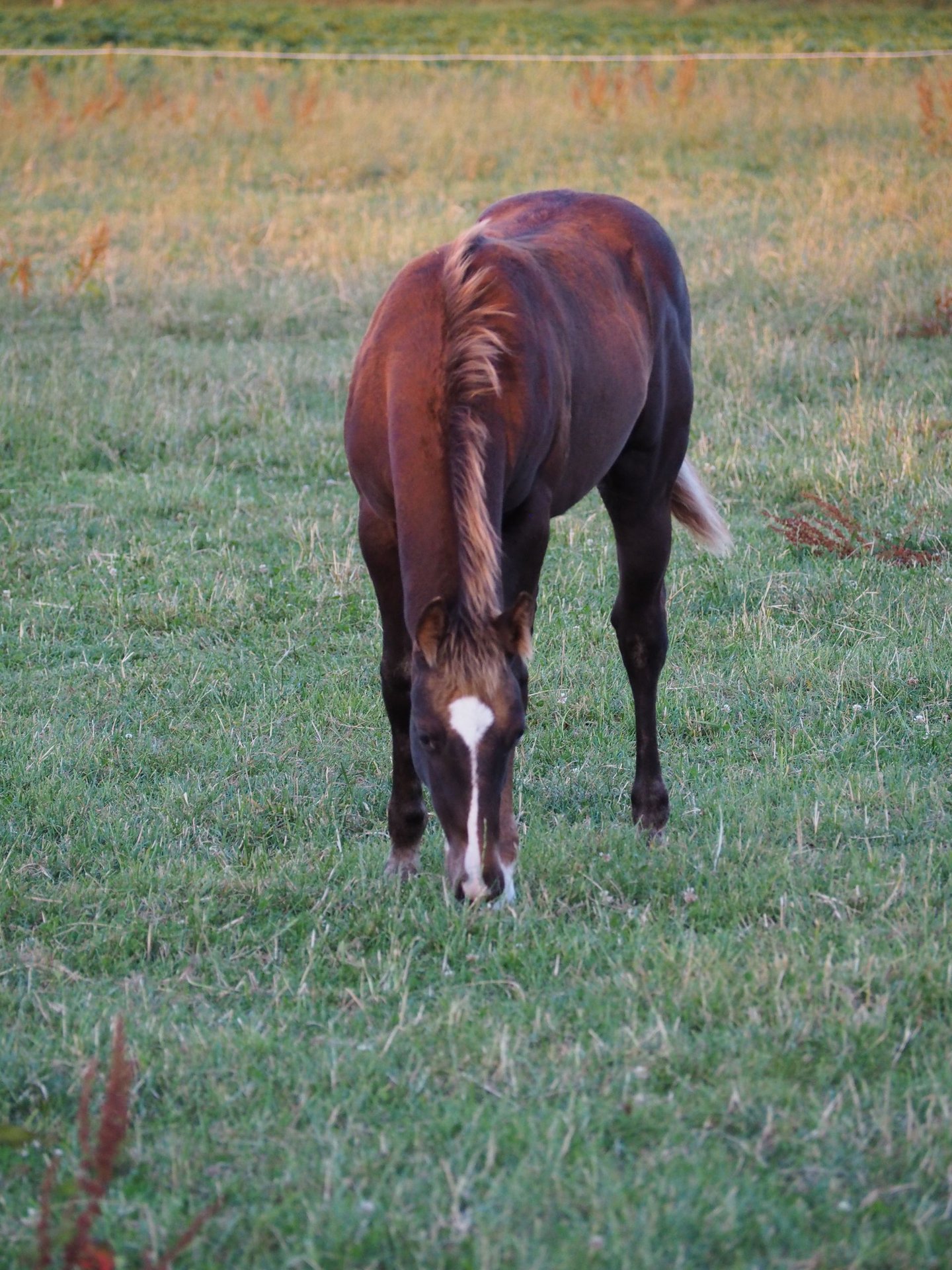 Appaloosa Mare 1 year Chestnut-Red in Oostkapelle