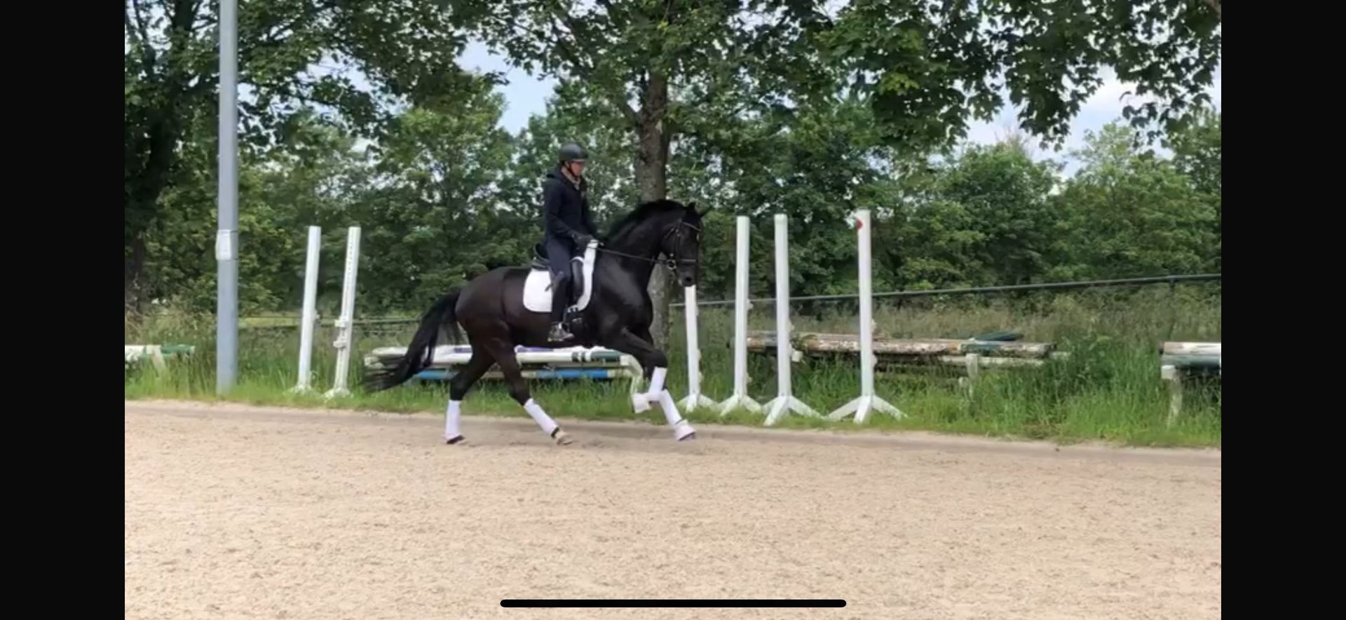 German Sport Horse Gelding 5 years 16,2 hh Smoky-Black in ...