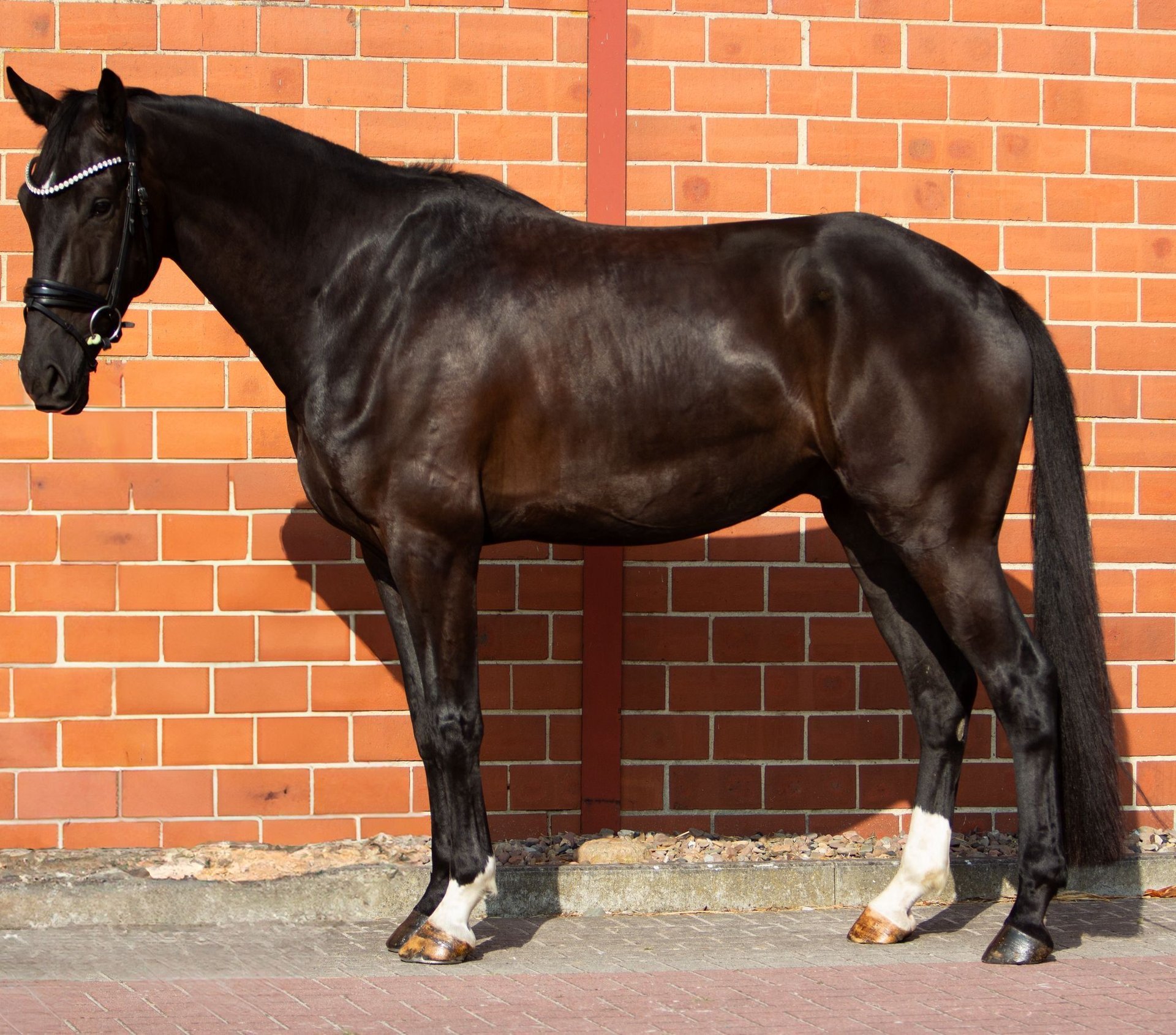 Hanoverian Gelding 5 years 16,3 hh Black in Bad Oeynhausen