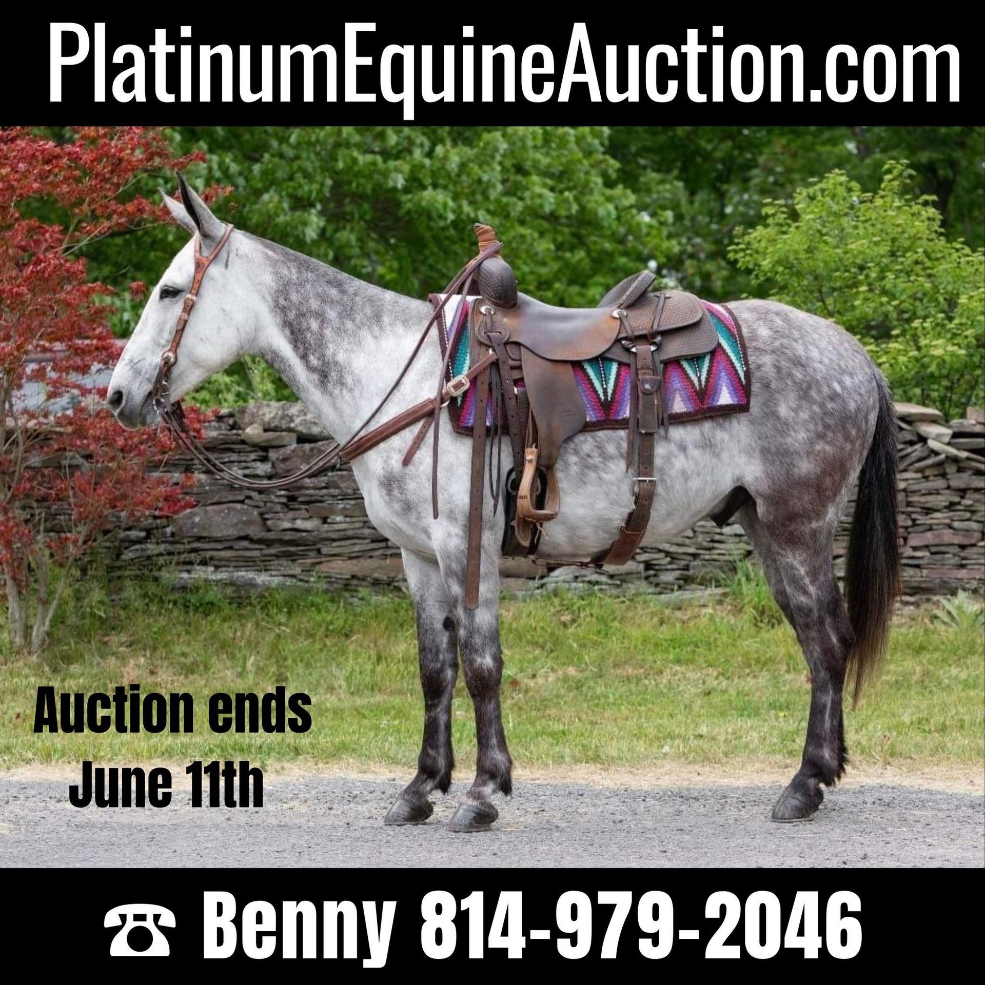 American Quarter Horse Gelding 10 years 14,3 hh Gray-Dapple in Everett PA