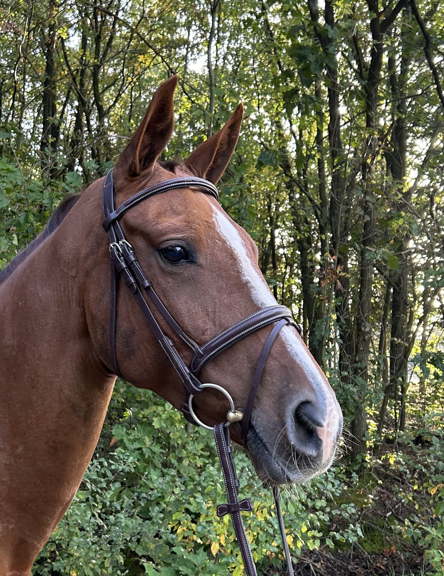 Belgian Sport Horse Mare 8 years 16 hh Chestnut-Red in Neerglabbeek