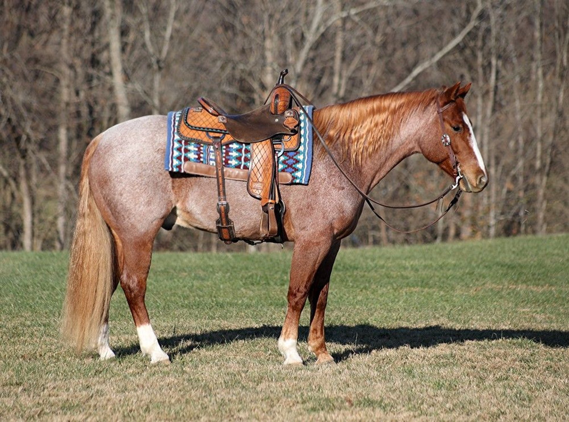 American Quarter Horse Gelding 10 years 15 hh Roan-Bay in Mount Vernon