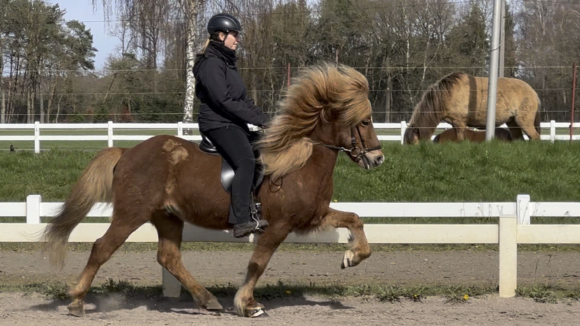 Islandpferd Wallach 13 Jahre 137 cm Fuchs in Schneverdingen
