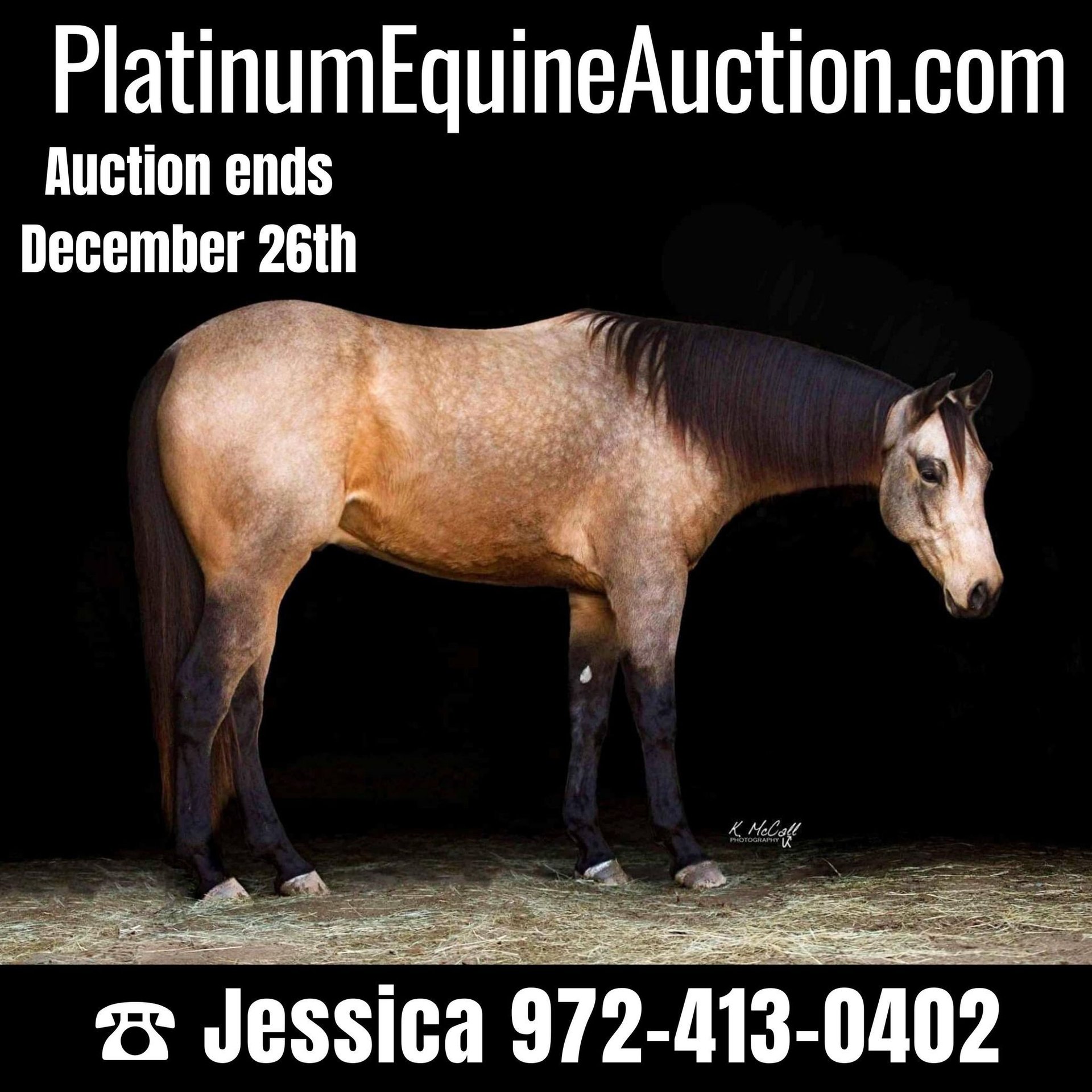 American Quarter Horse Gelding 6 years 15,2 hh Buckskin in Ravenna, TX