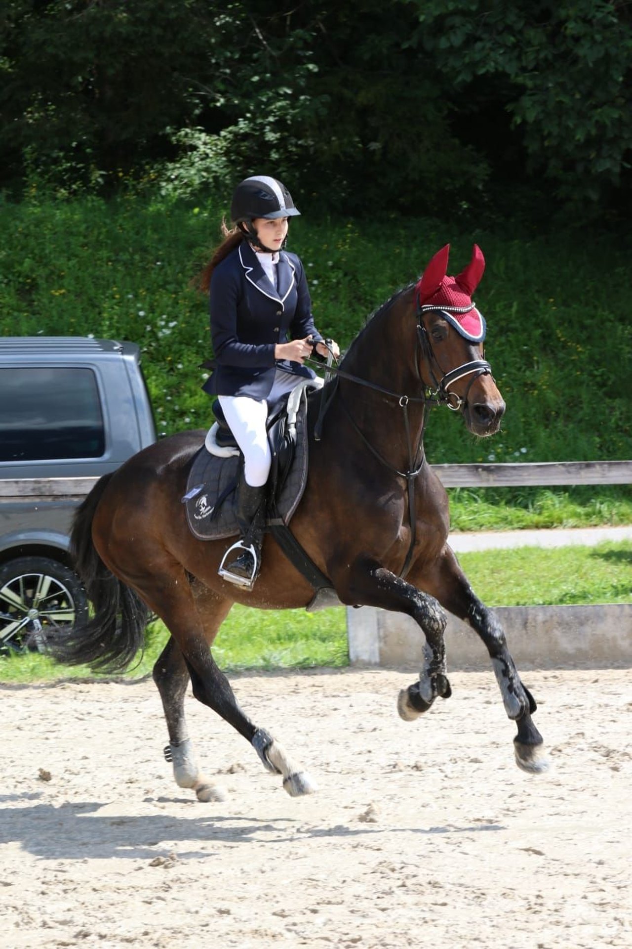 Holsteiner Stute 15 Jahre 168 cm Rappe in Neustadt Dosse