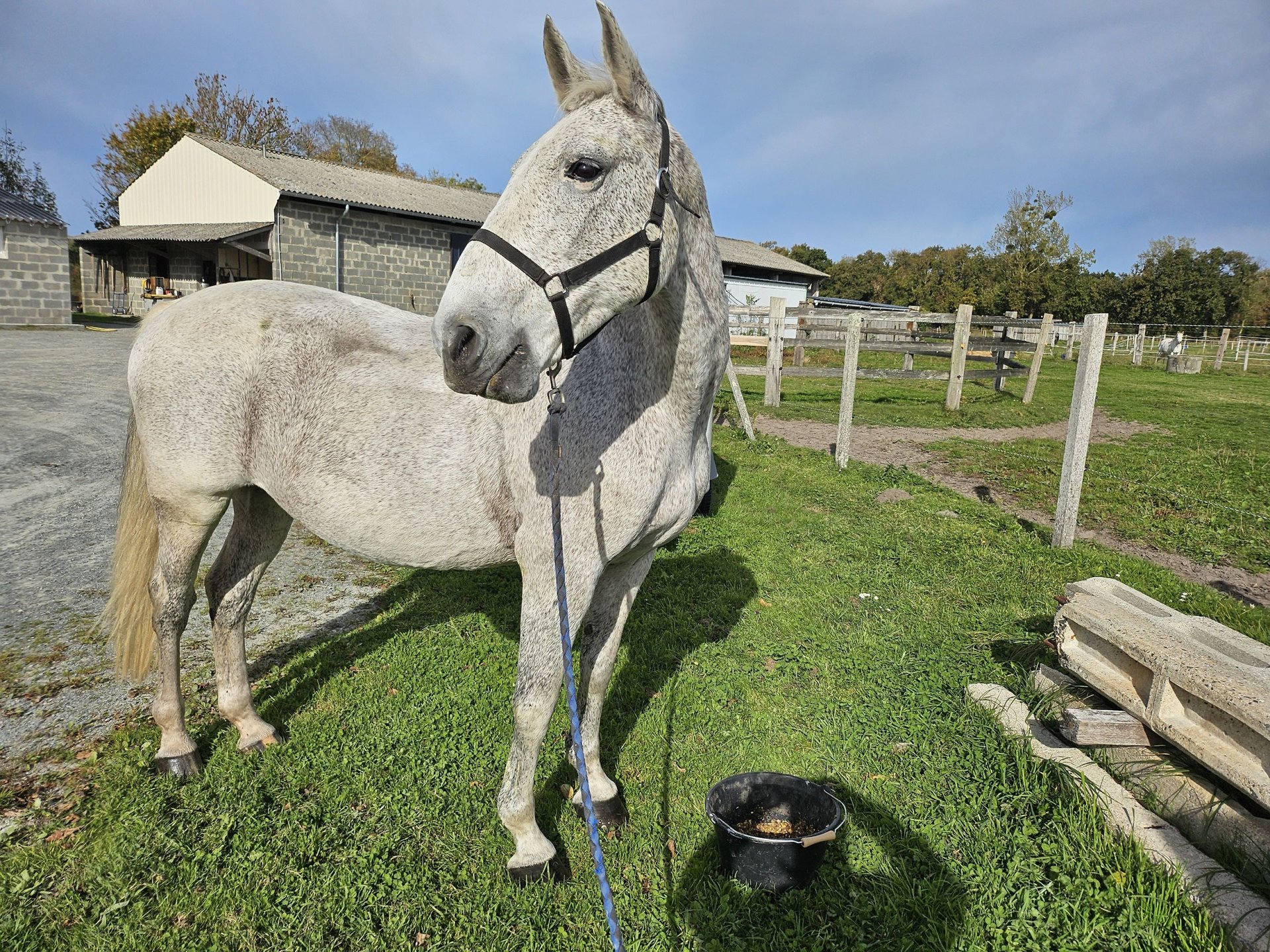 Lipizzaner Mare 17 years Grey in Hauteville sur mer