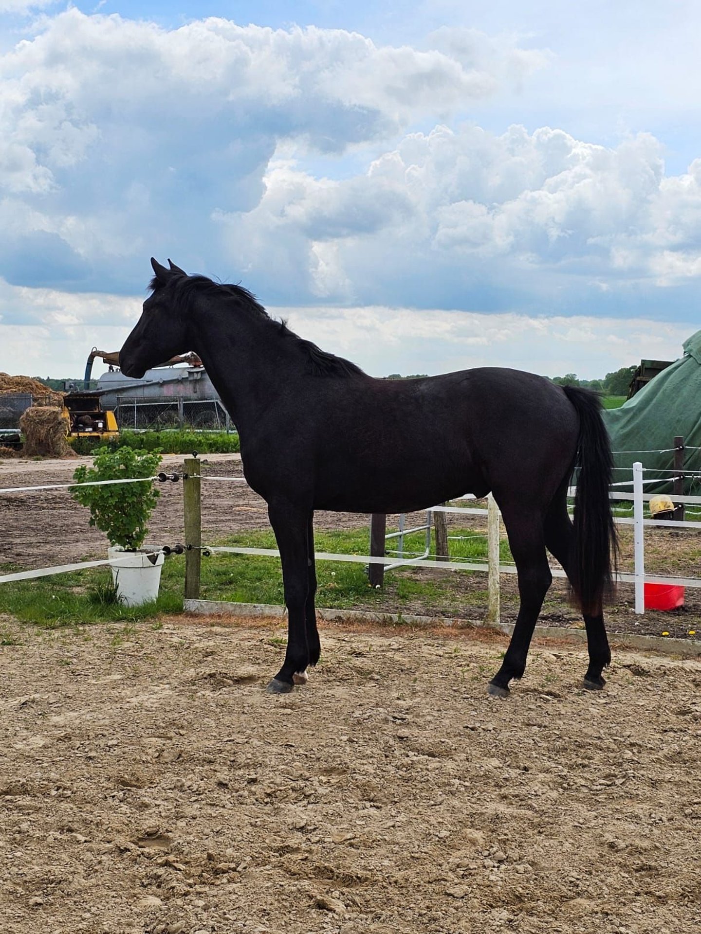 Mecklenburger Warmblut Hengst 4 Jahre 169 cm Rappe in Gudow