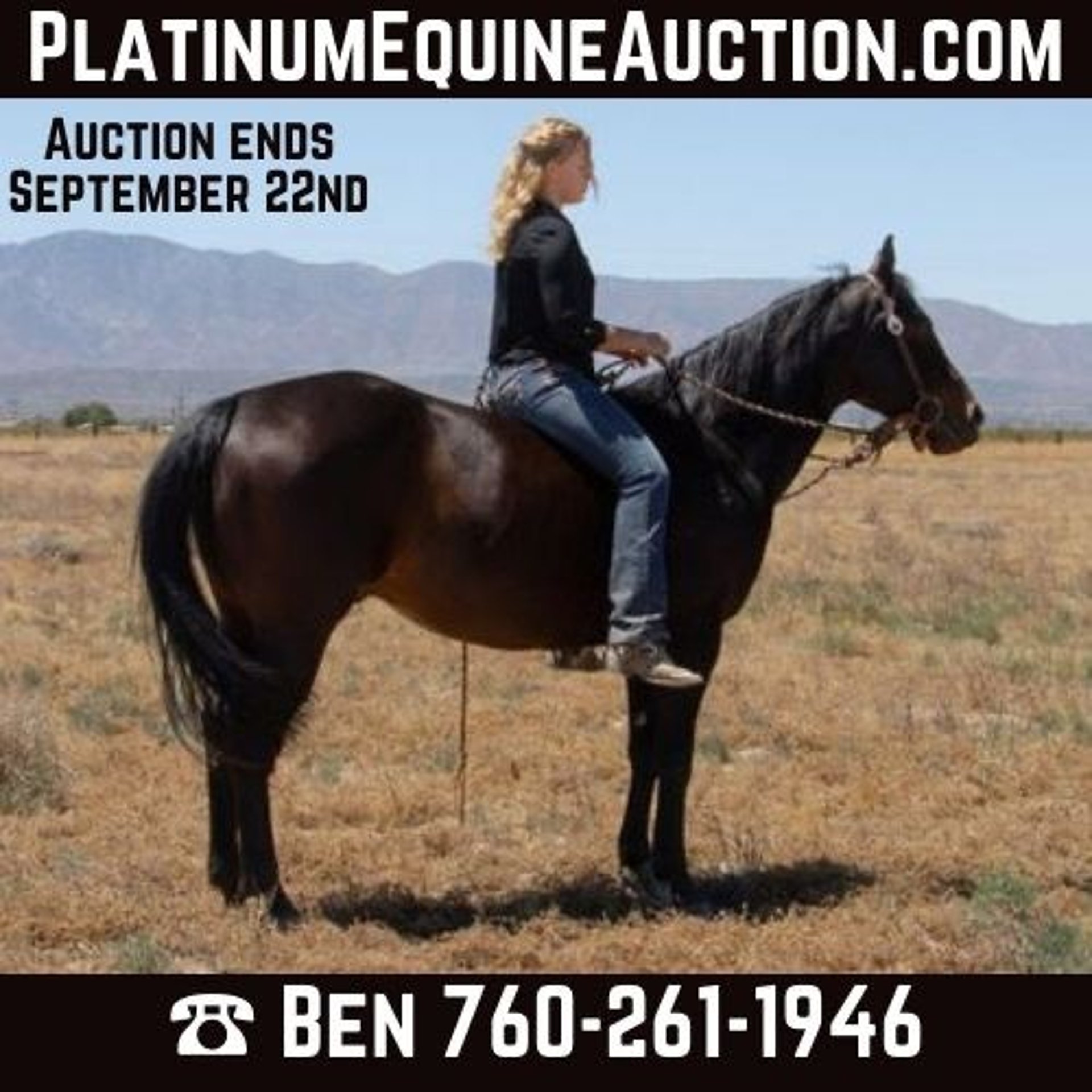 American Quarter Horse Gelding 7 years Bay in Llano CA