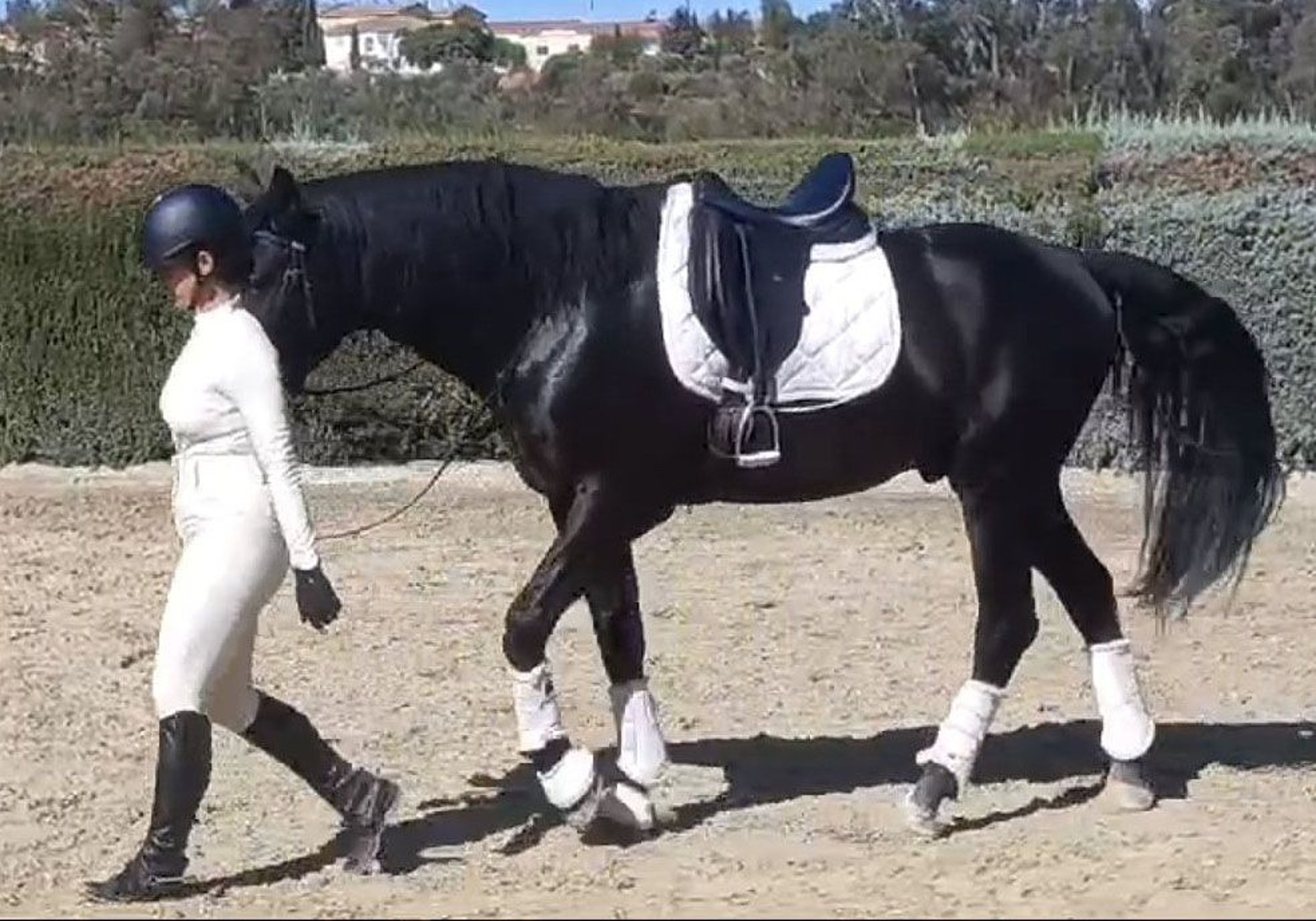 PRE Mix Wallach 7 Jahre 164 cm Rappe in Huelva