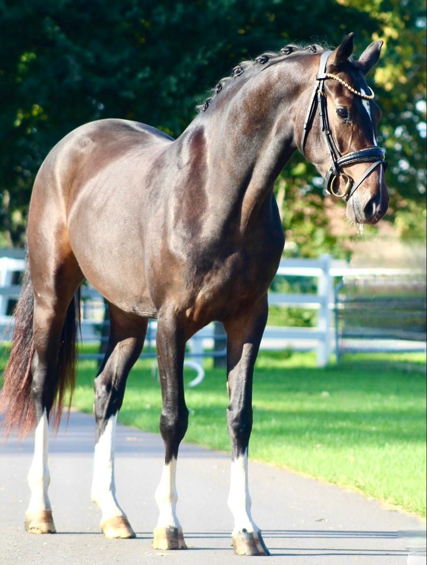 Oldenburg Mare 3 years 16 hh Bay-Dark in Berne