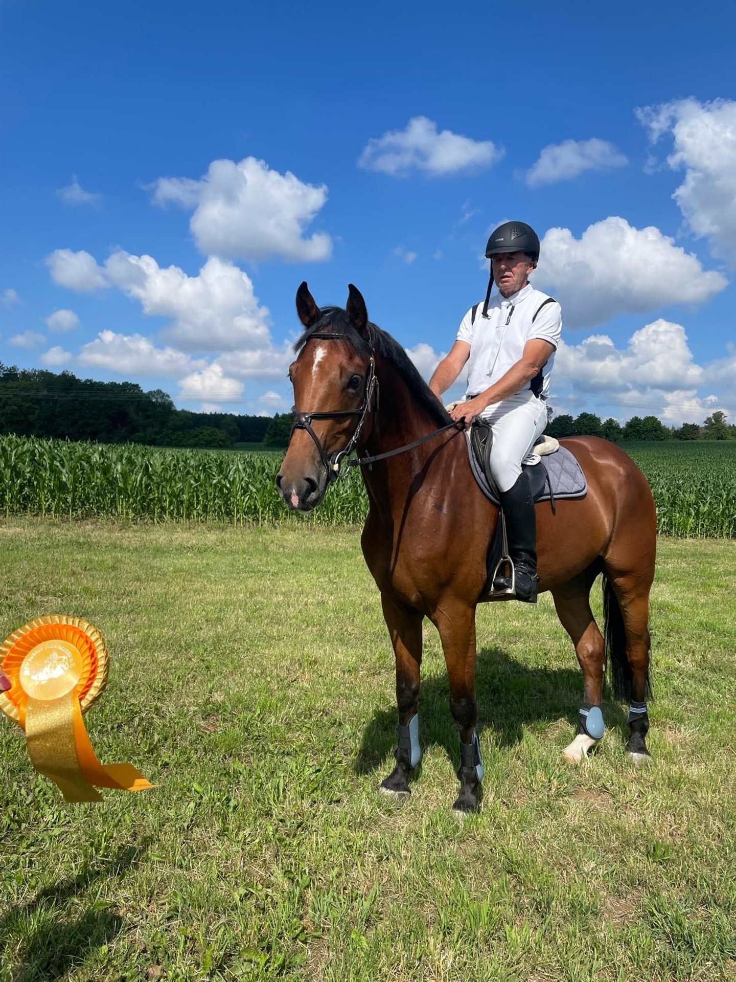 German Sport Horse Gelding 6 years 16,2 hh Brown in Mansfeld/OT Annarode