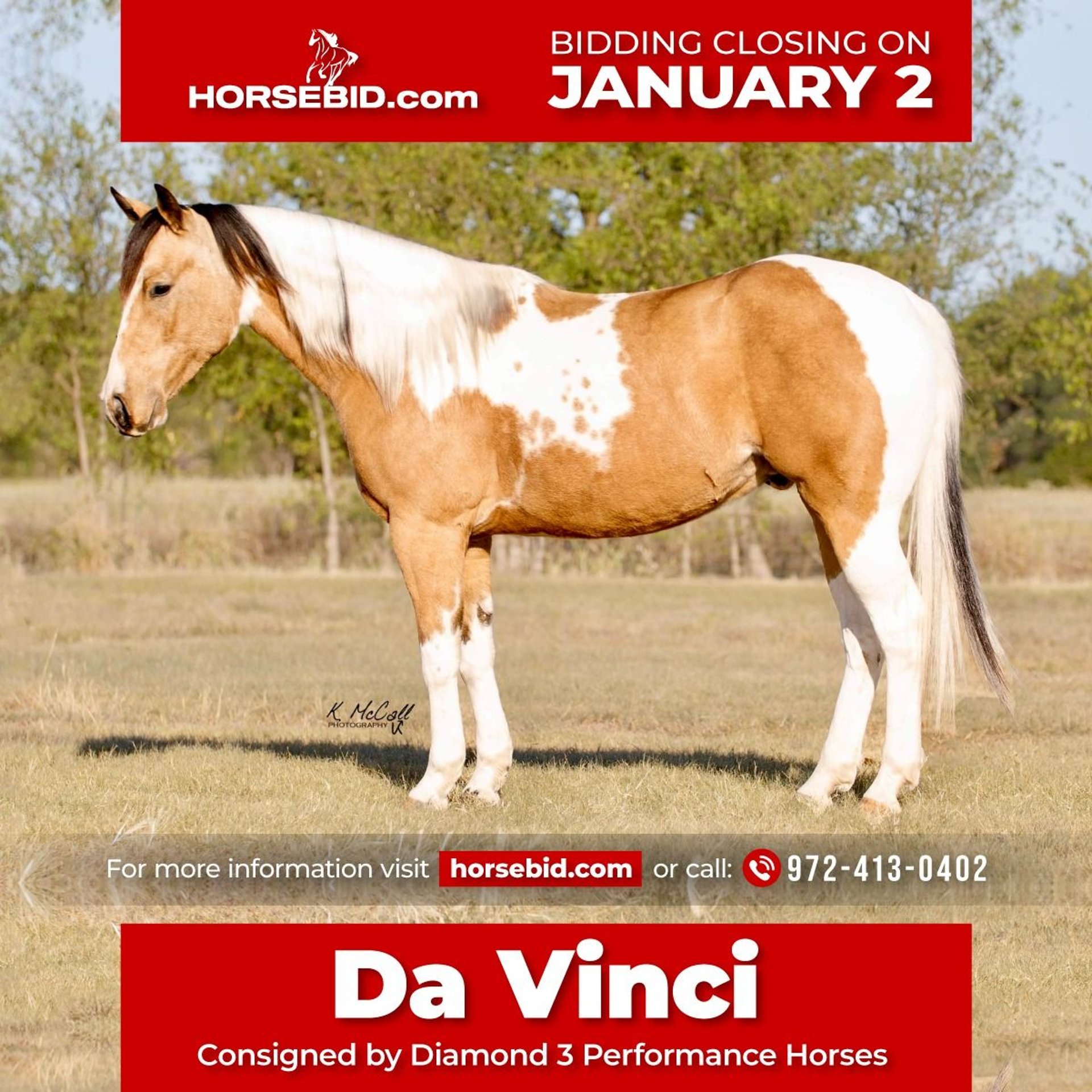 Paint Horse Wallach 7 Jahre 147 cm Buckskin in Ravenna, TX