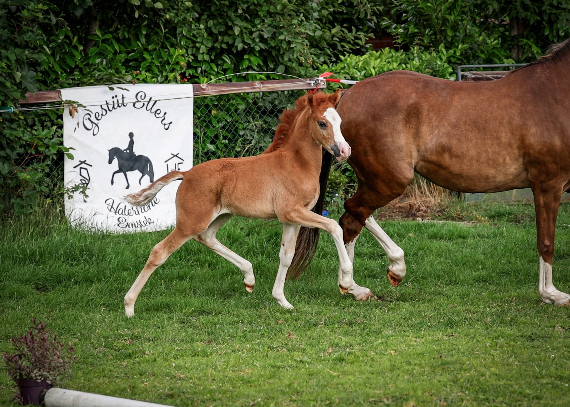 German Riding Pony Stallion Foal (05/2025) Chestnut-Red in Dinklage