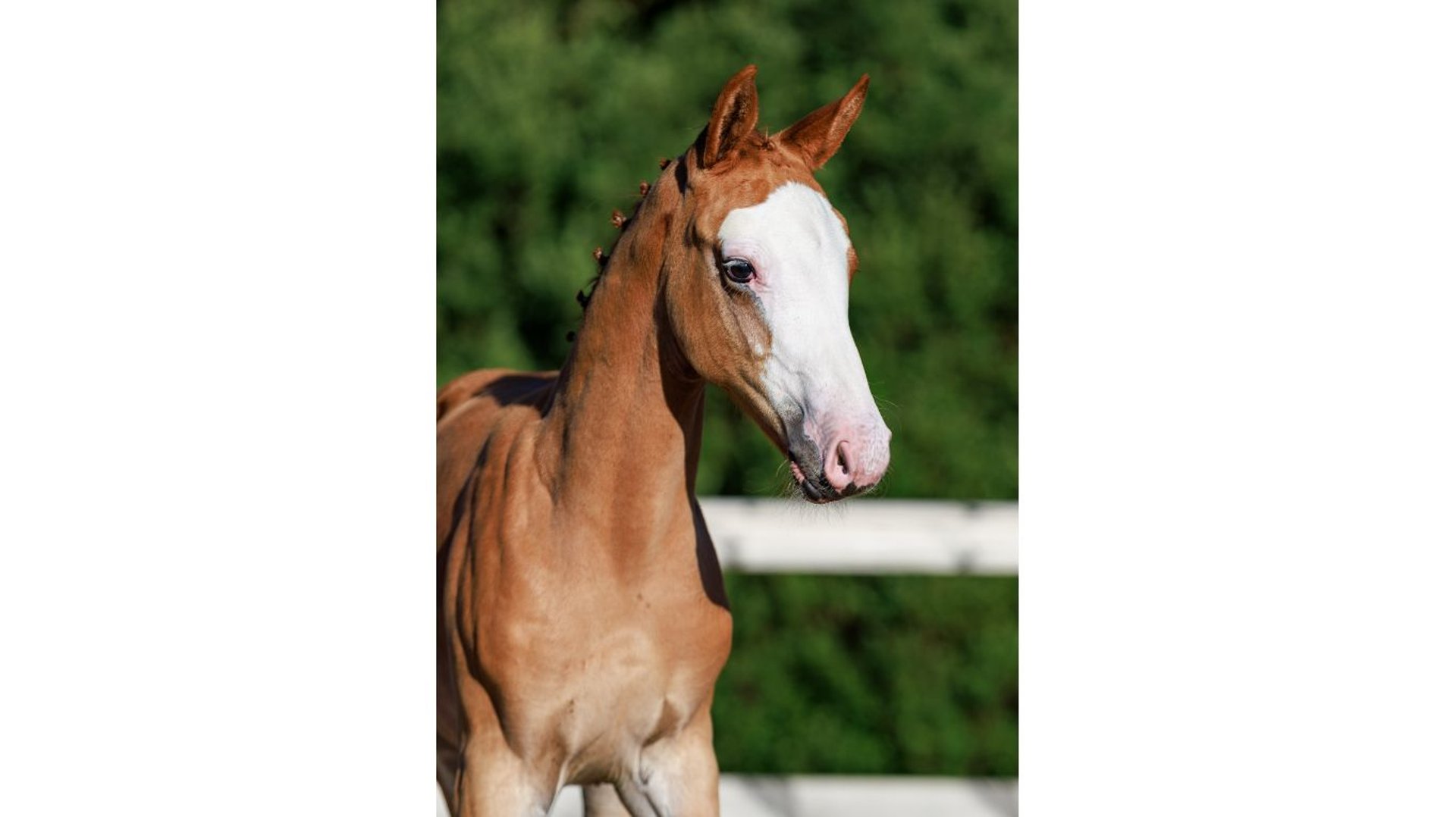 Swedish Warmblood Stallion Foal (06/2025) Chestnut in Flyinge