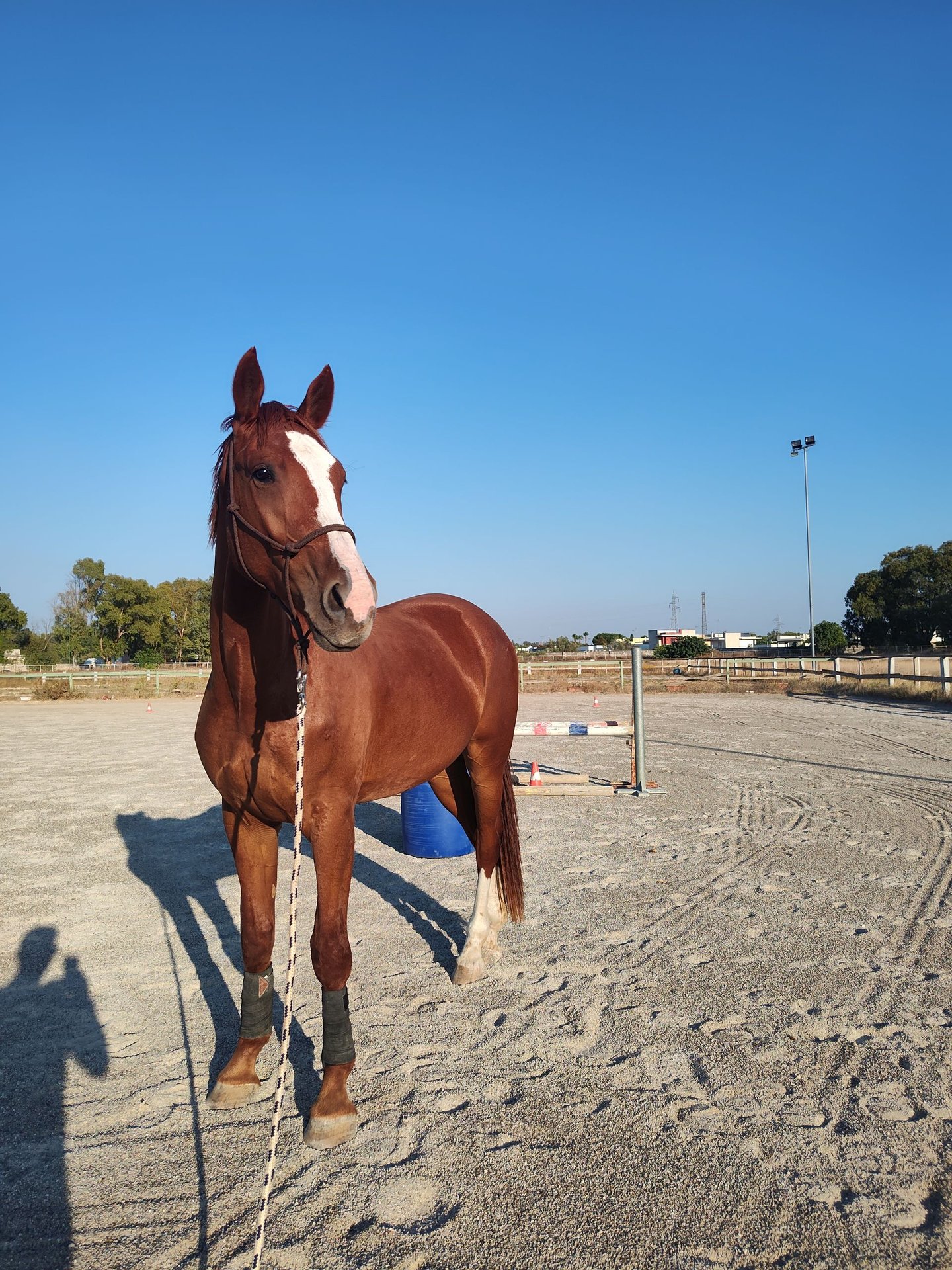 Belgian Warmblood Gelding 4 years 18 hh Chestnut-Red in Arnesano