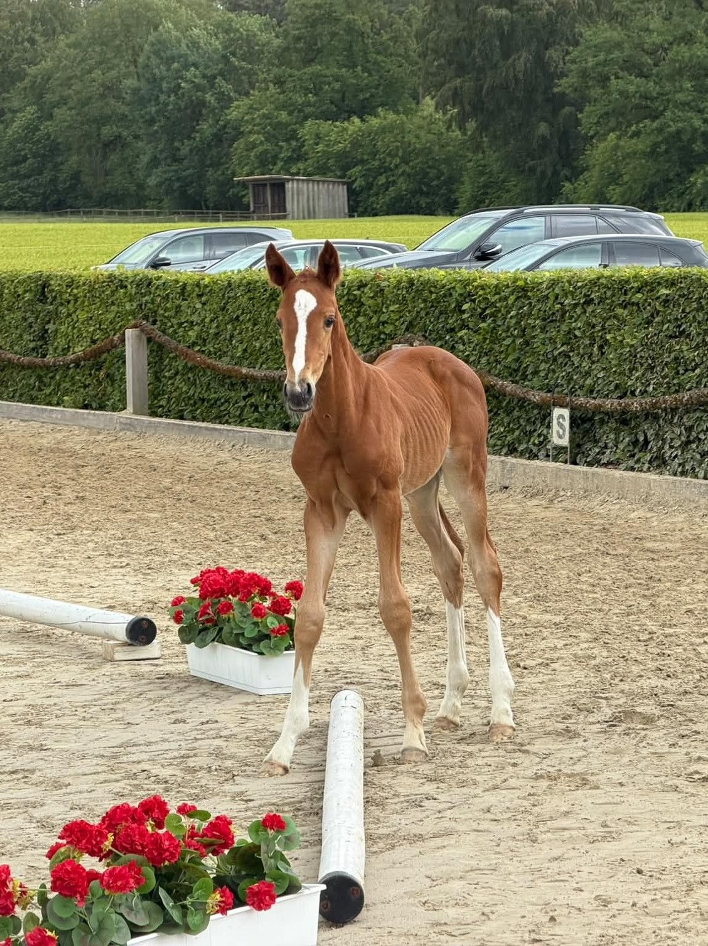 Hanoverian Stallion Foal (05/2026) Chestnut-Red in Bramsche