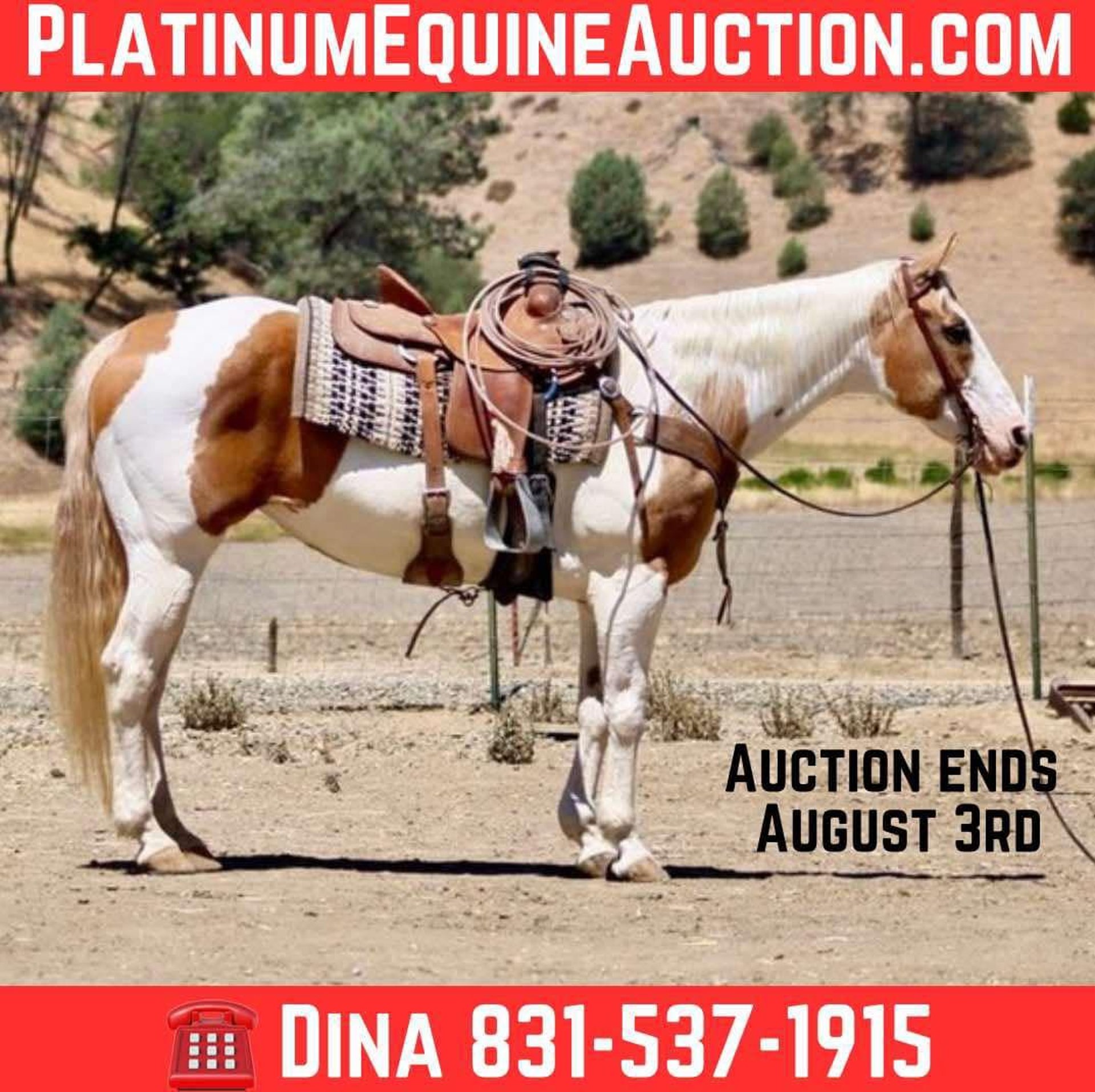 American Paint Horse For Sale