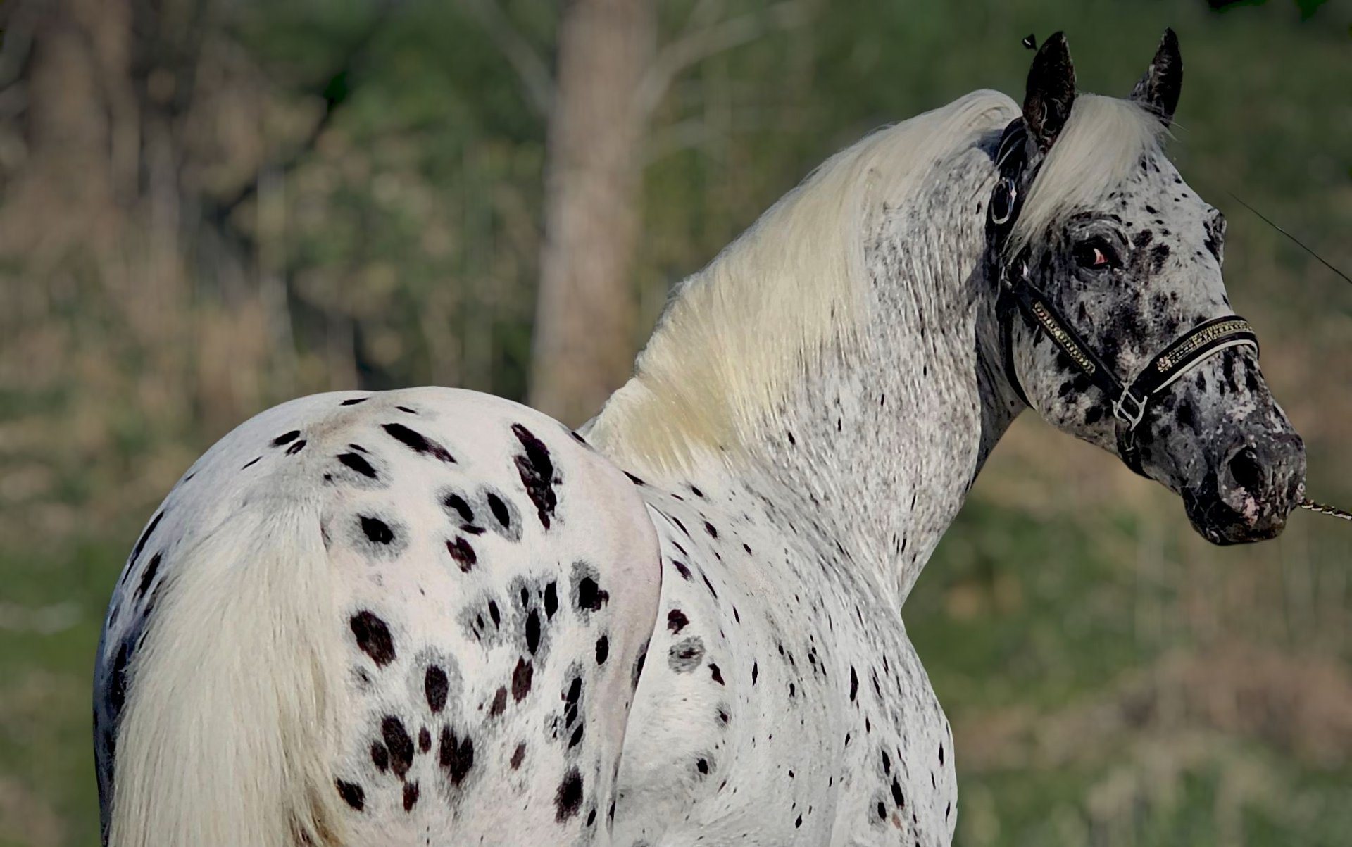 Appaloosa Mix Stallion 3 years 15,2 hh Leopard-Piebald in Wijdewormer