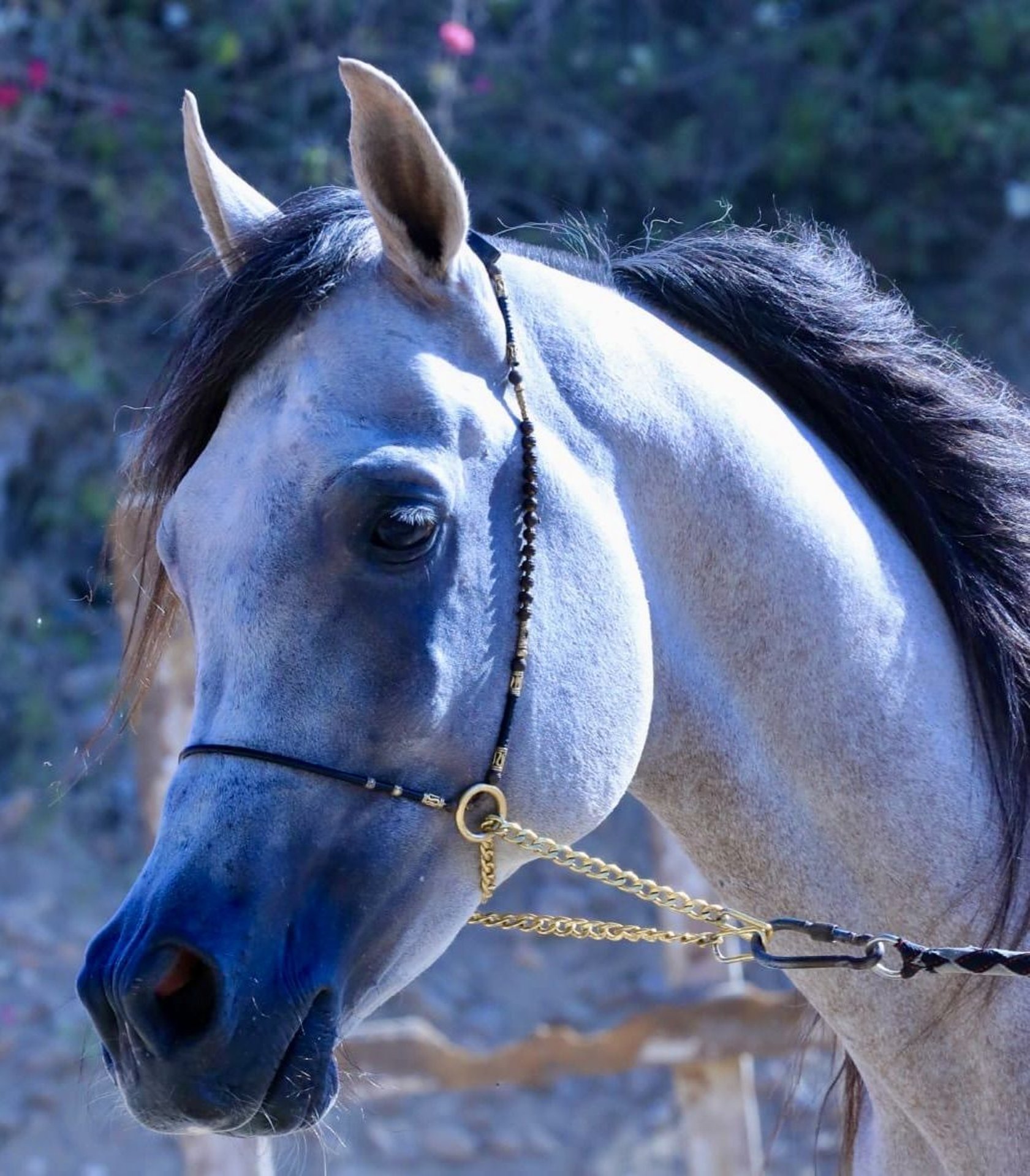 Straight Egyptian Hingst 6 år 160 cm Vit in Giza