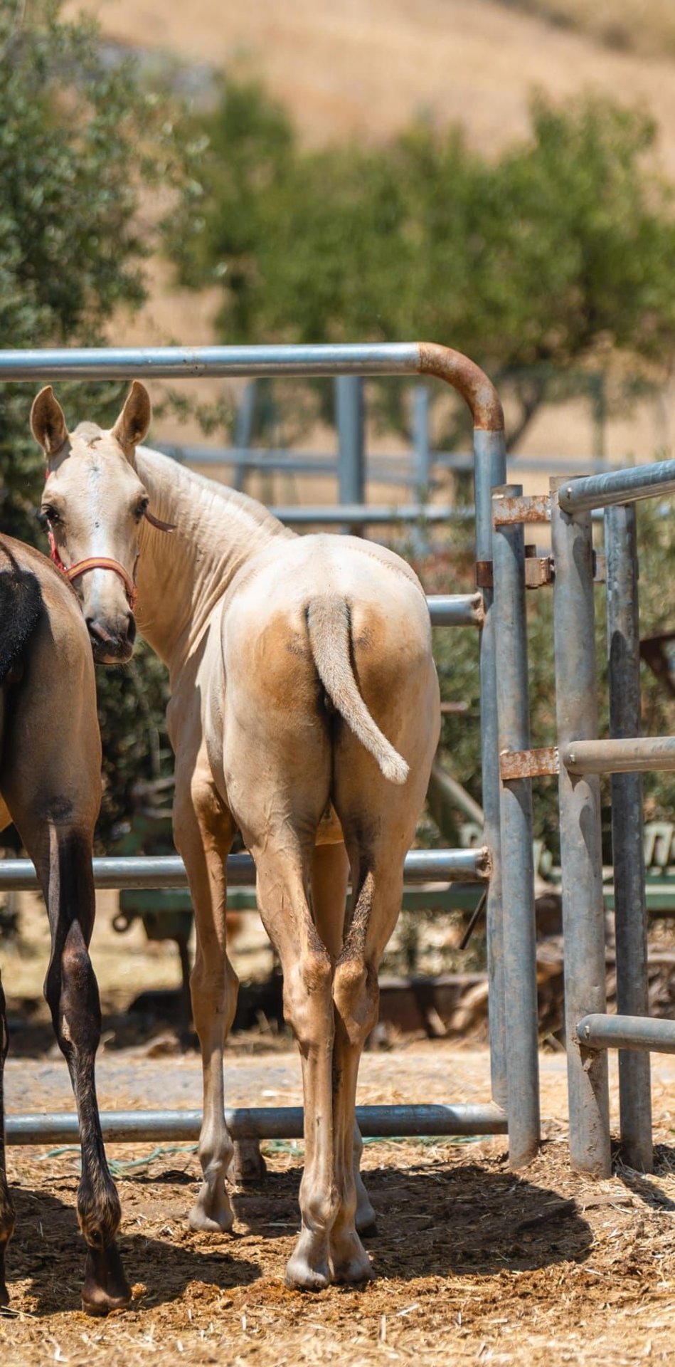 PRE Mare Foal (01/2025) in Almeria