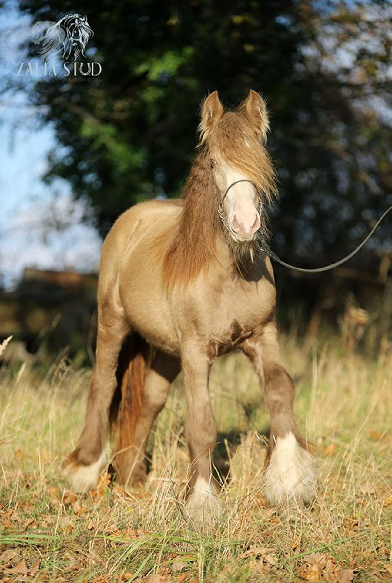 Cob Irlandese / Tinker / Gypsy Vanner Giumenta 2 Anni Champagne in Stryków