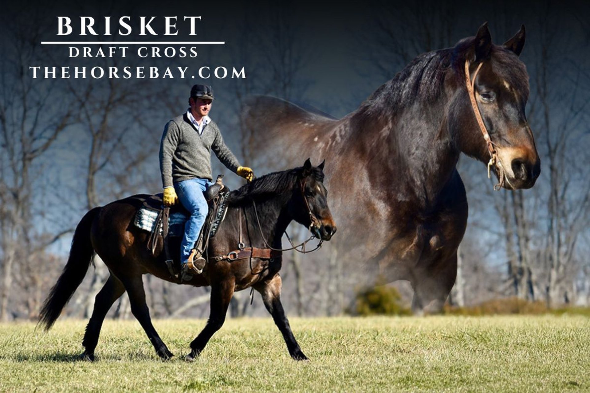 Draft Horse Mix Gelding 10 years 15,3 hh Bay in Somerset, KY