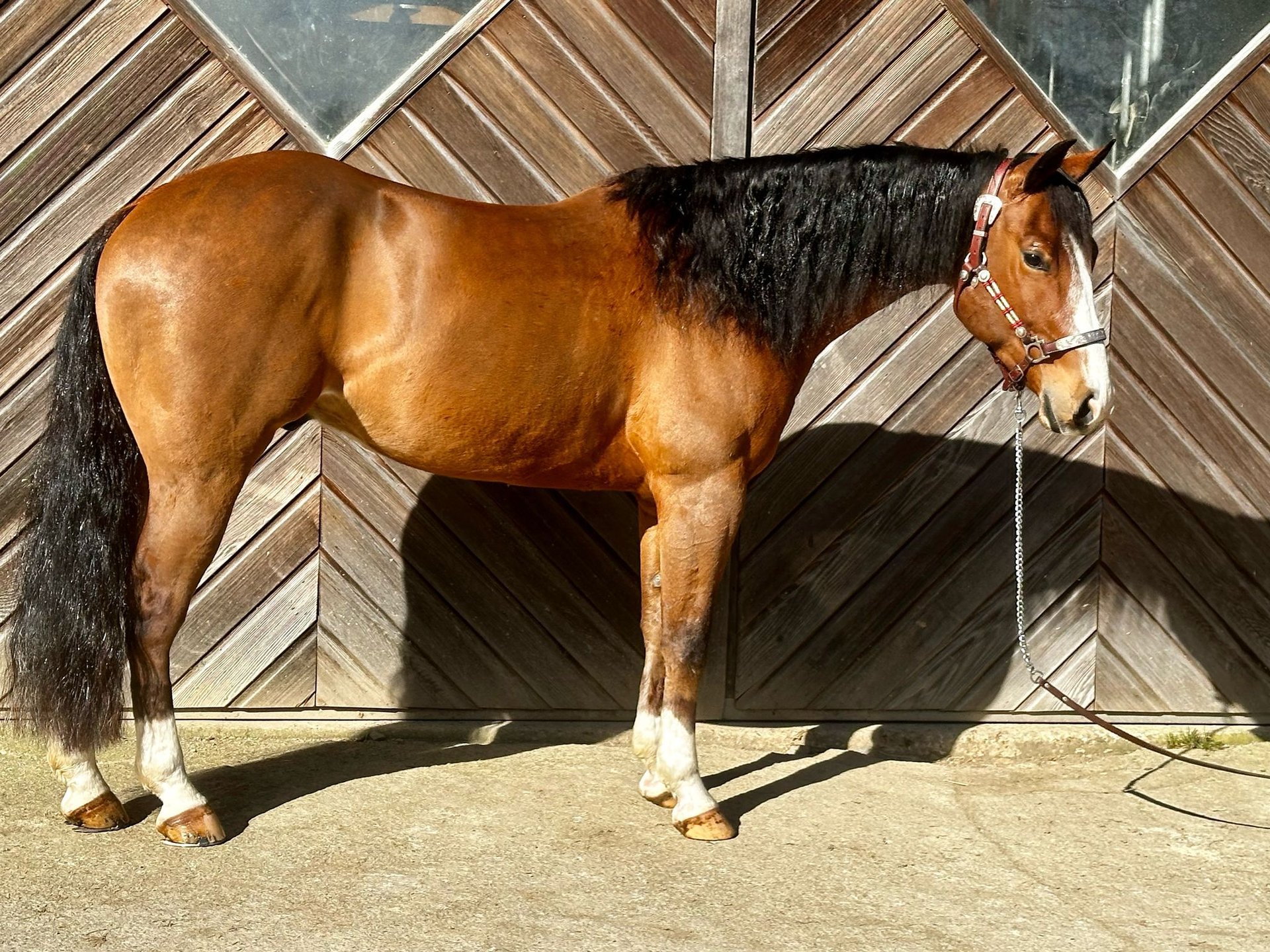 Caballo cuarto de milla Caballo castrado 3 años 146 cm Castaño in Aachen