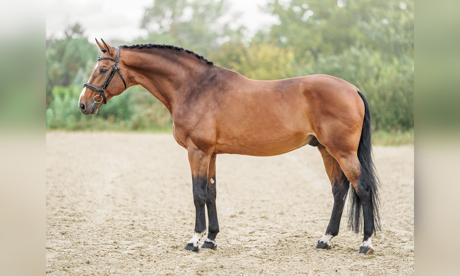 Oldenburger Springpferd Hengst 15 Jahre 172 cm Rotbrauner in Prague