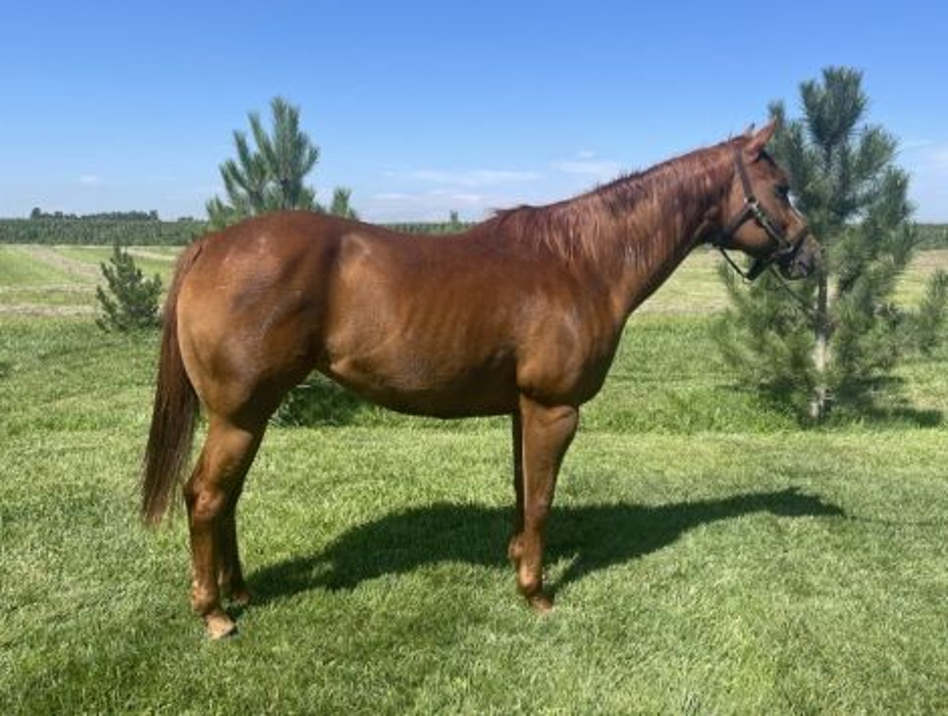 American Quarter Horse Mare 14 years 15 hh Sorrel in Cheyenne
