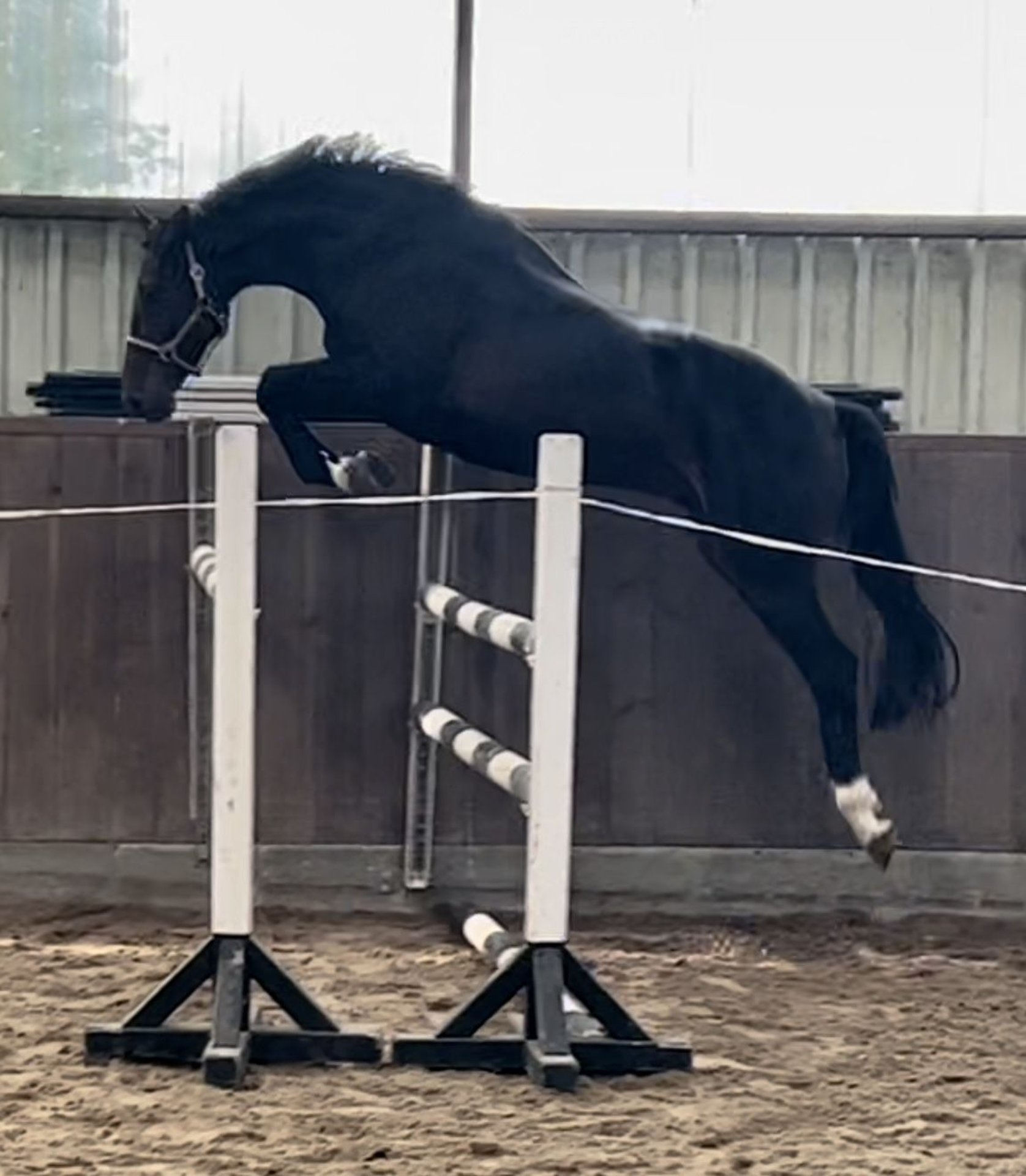 Oldenburger Springpferd Wallach 3 Jahre Dunkelbrauner in Dahlenburg