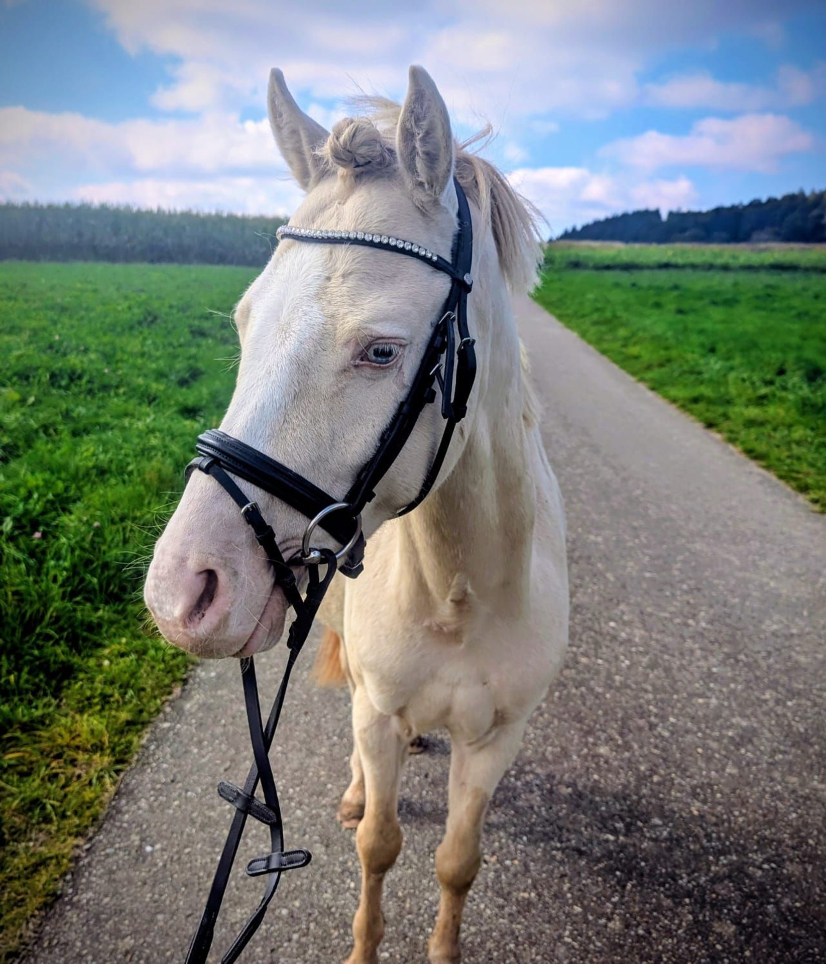 Kuc walijski sekcji A Wałach 7 lat 125 cm Cremello in Stockach