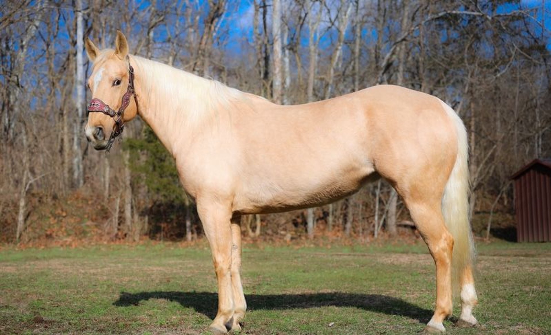 Quarter horse américain Croisé Étalon 6 Ans 61 cm Bai clair in Klamath ...