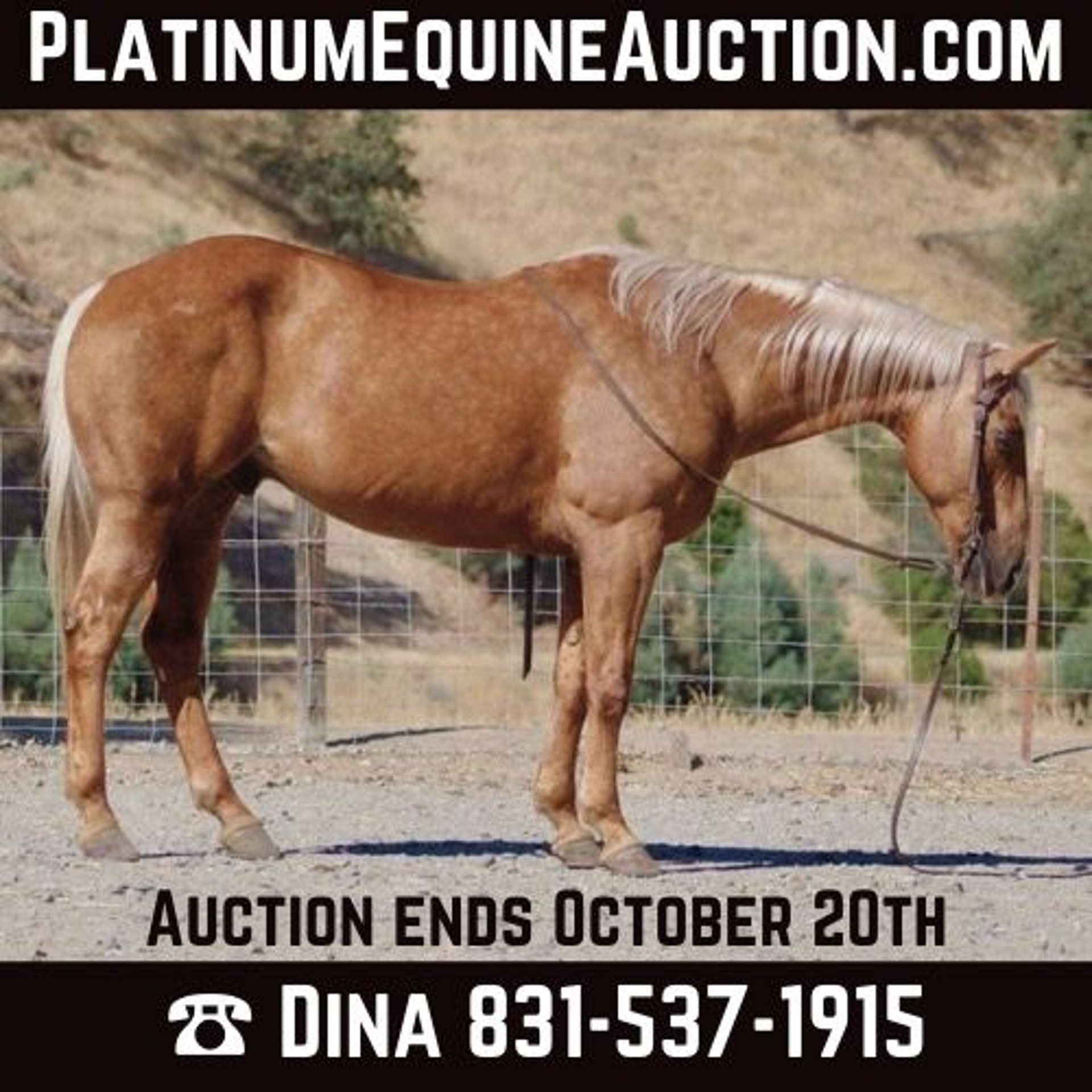 American Quarter Horse Gelding 12 years 15 hh Palomino in Paicines CA