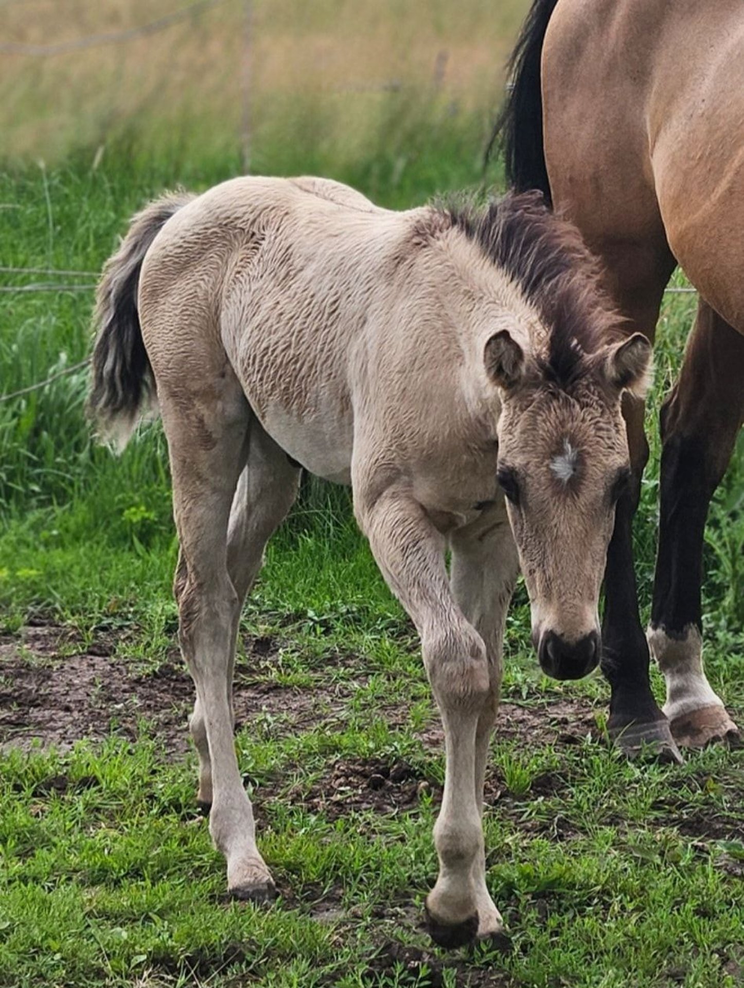 American Quarter Horse Hengst Fohlen (04/2025) 145 cm in Halfing