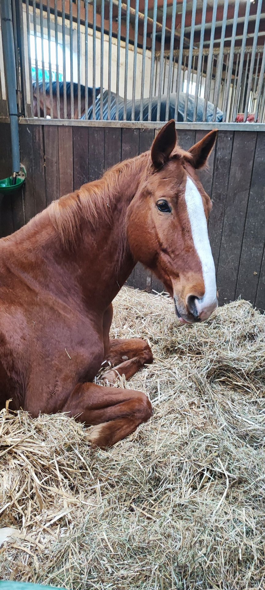 German Sport Horse Gelding 11 years 16,2 hh Chestnut-Red in Leonberg