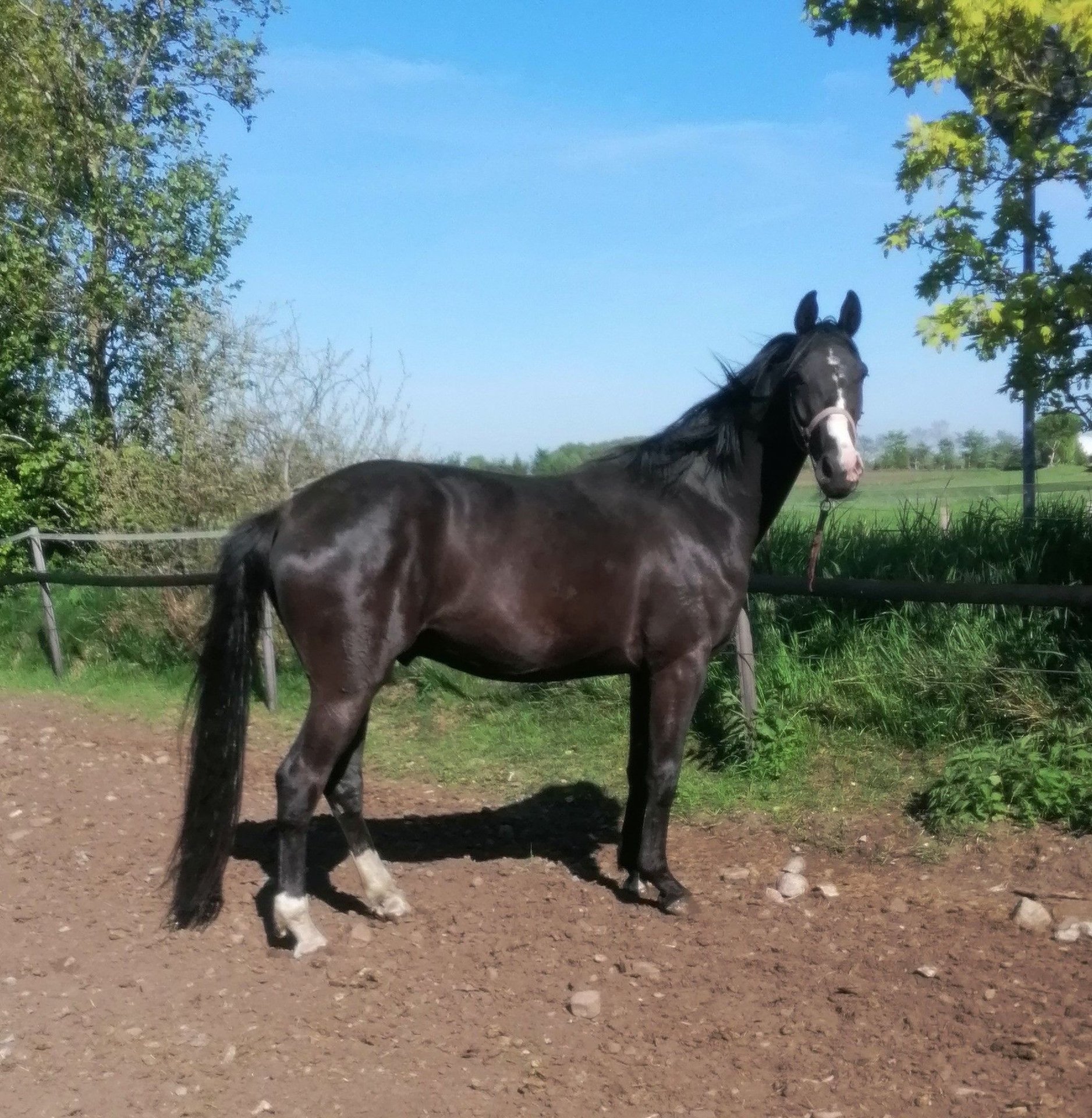 Oldenburg Gelding 3 years 16 hh Smoky-Black in Viöl