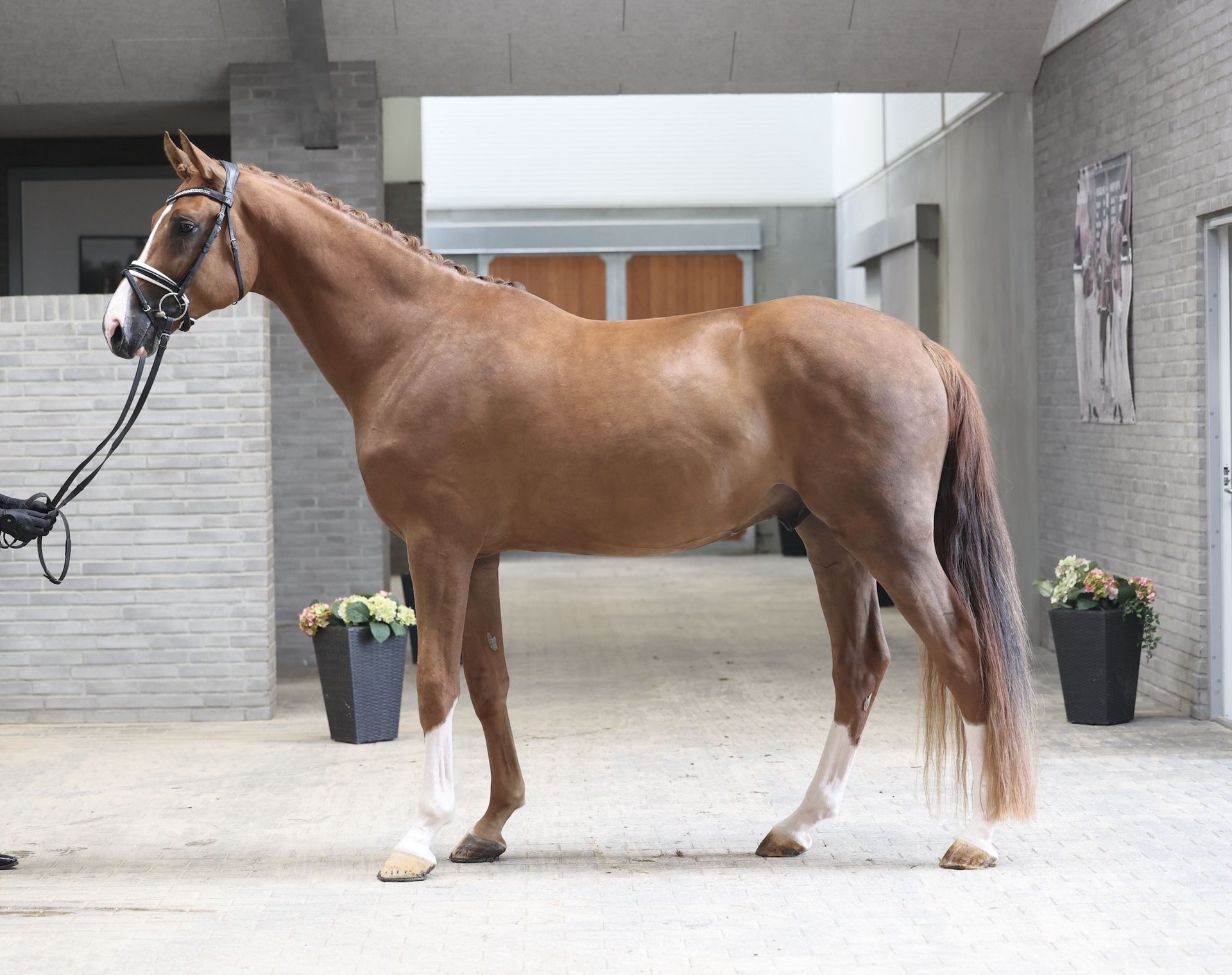 Dänisches Warmblut Wallach 3 Jahre Dunkelfuchs in Asperup