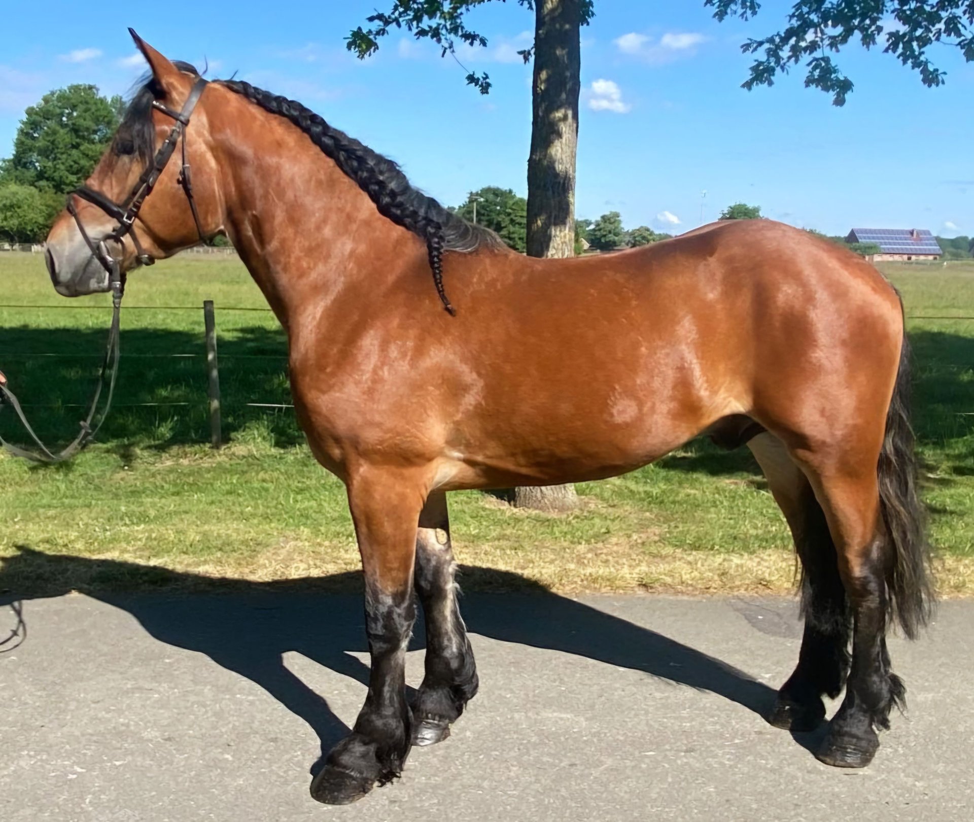 Other Breeds Gelding 4 years 16 hh Brown in Hopsten
