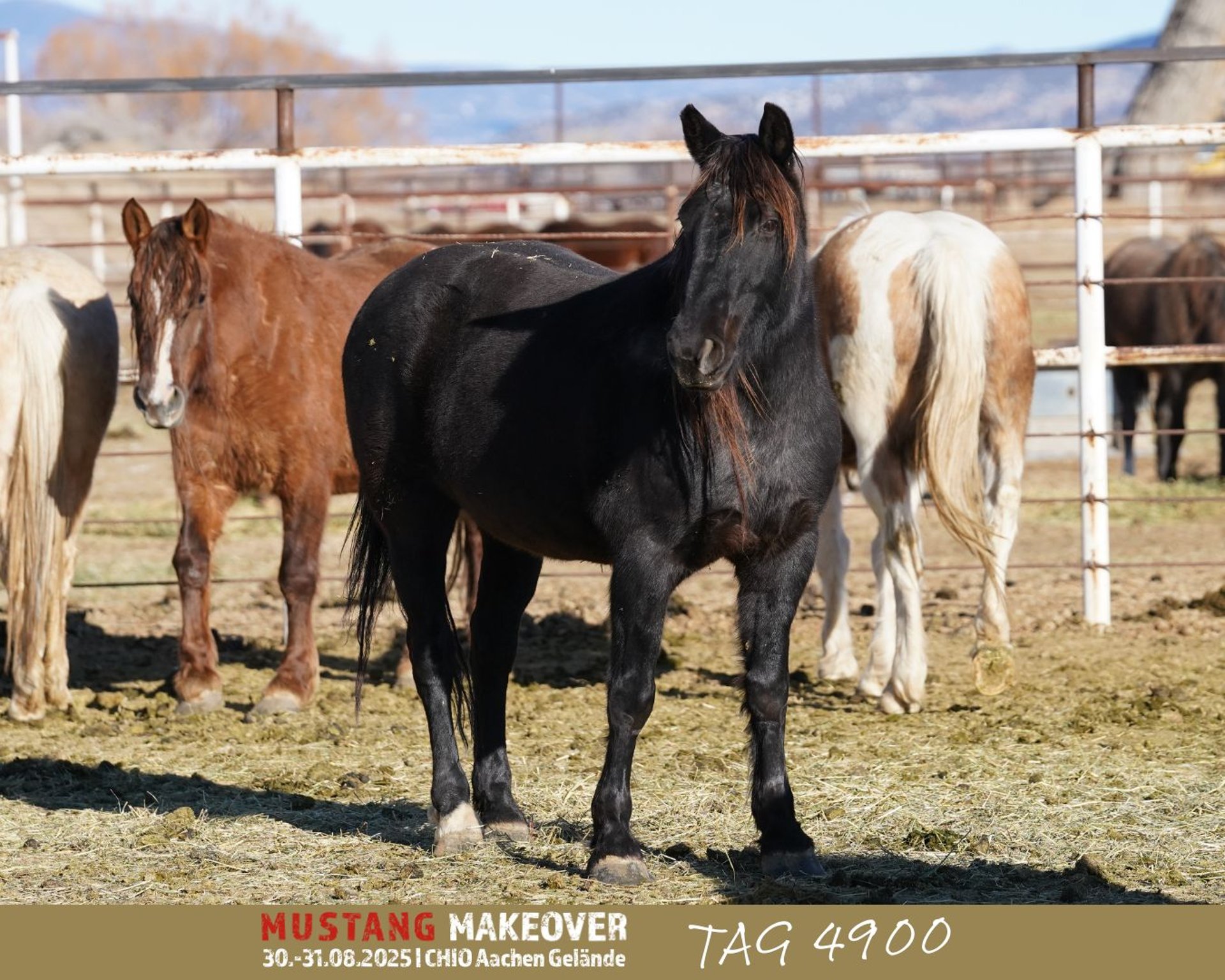 Mustang (amerikanisch) Stute 10 Jahre 149 cm Roan-Blue in Vijlen