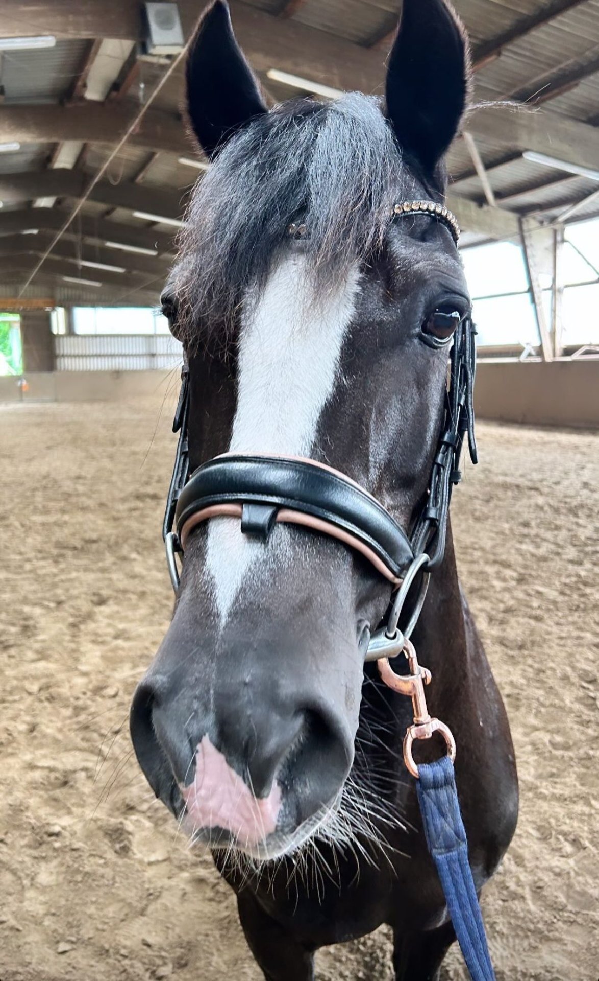 Welsh-D Wallach 19 Jahre 146 cm Rappe in Neumünster