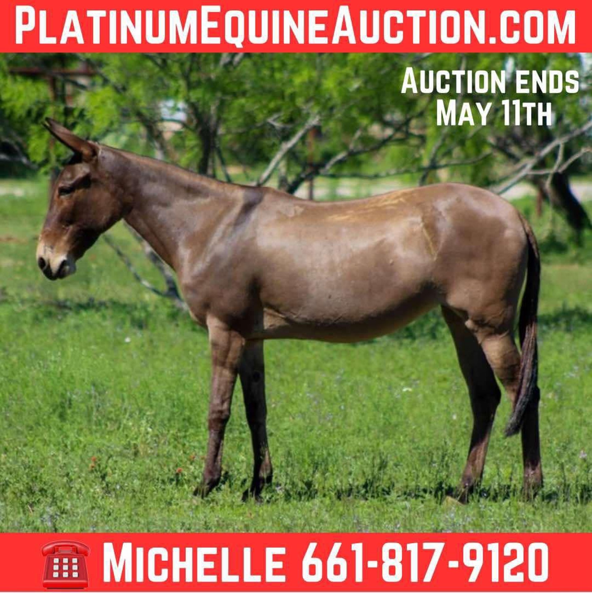 Mule Mare 5 years 13 hh Dun in Stephenville TX