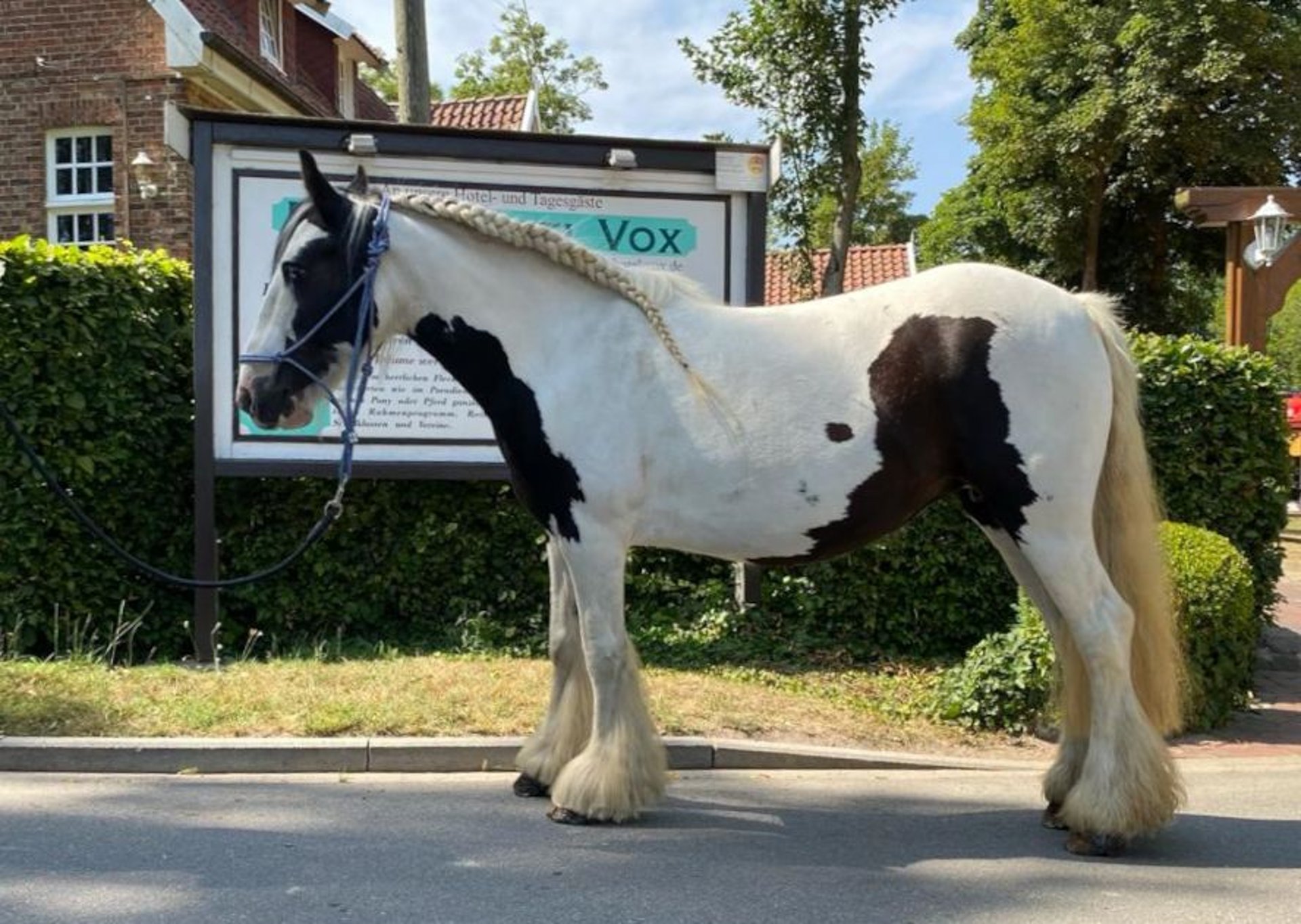 Tinker Merrie 12 Jaar 133 cm Gevlekt-paard in Eggermühlen