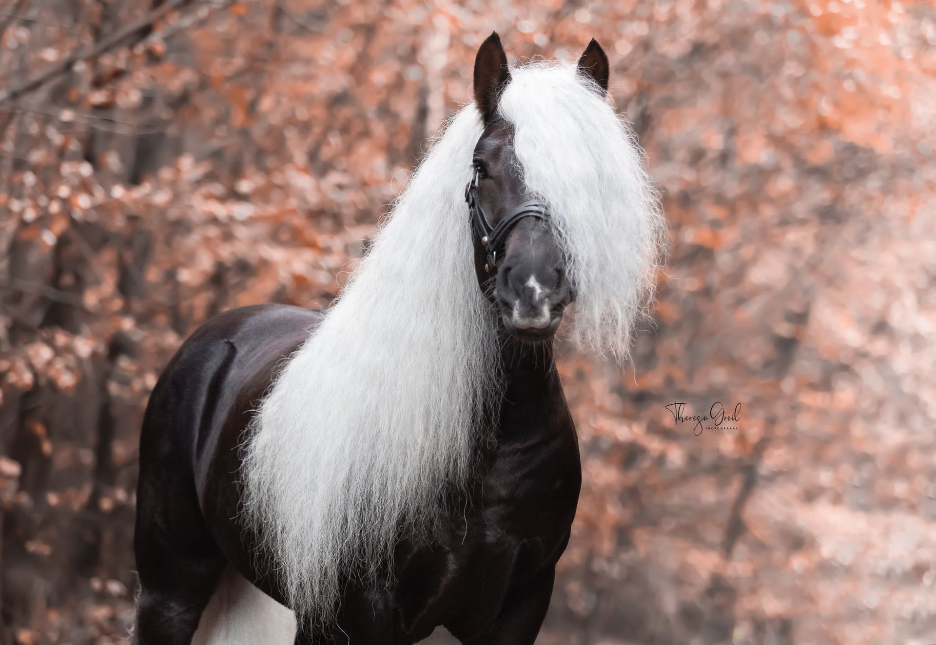 Schwarzwälder Fuchs Hengst Dunkelfuchs in Adelheidsdorf