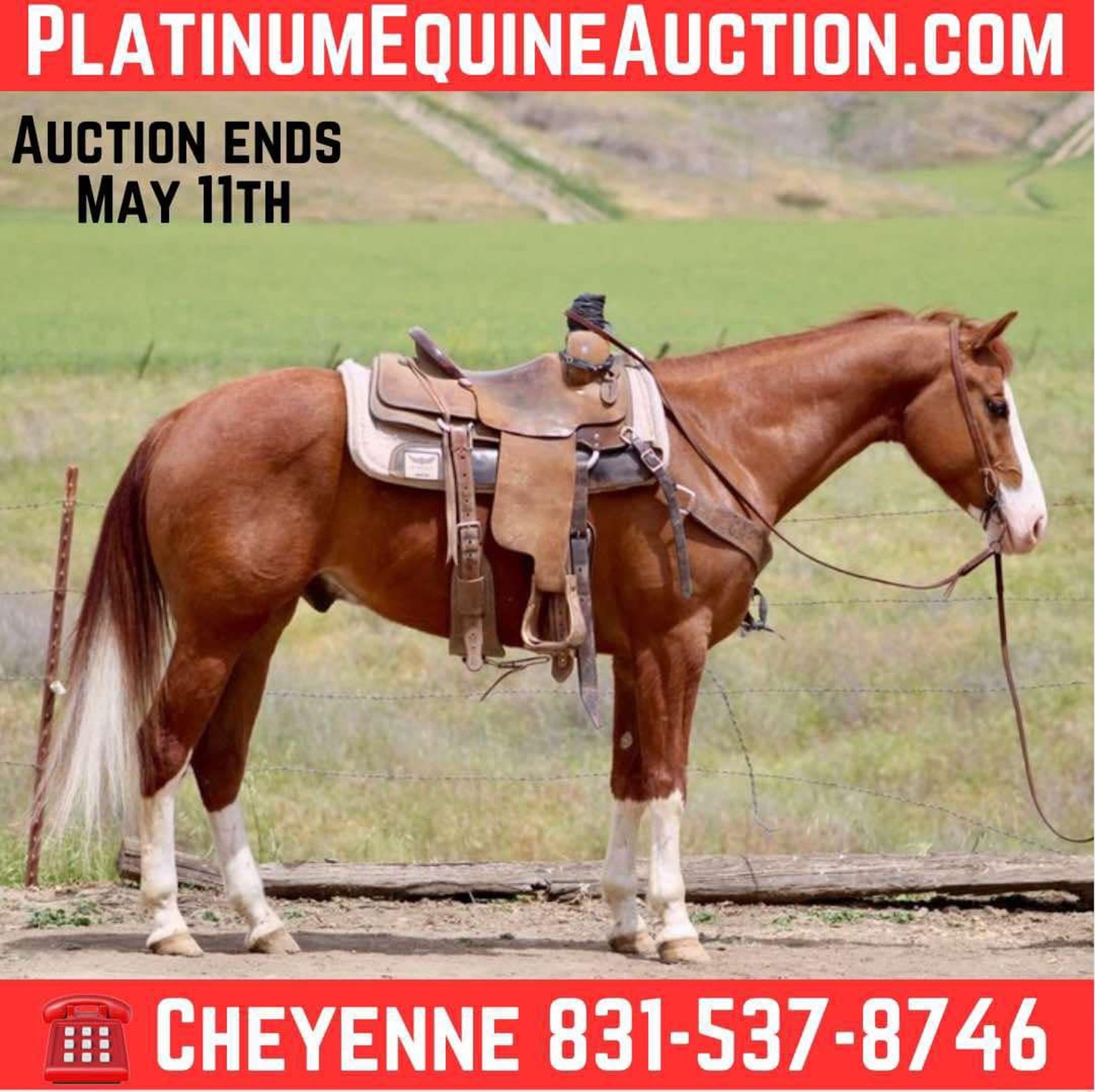 Quarter horse américain Hongre 5 Ans 150 cm Alezan brûlé in Bitterwater CA