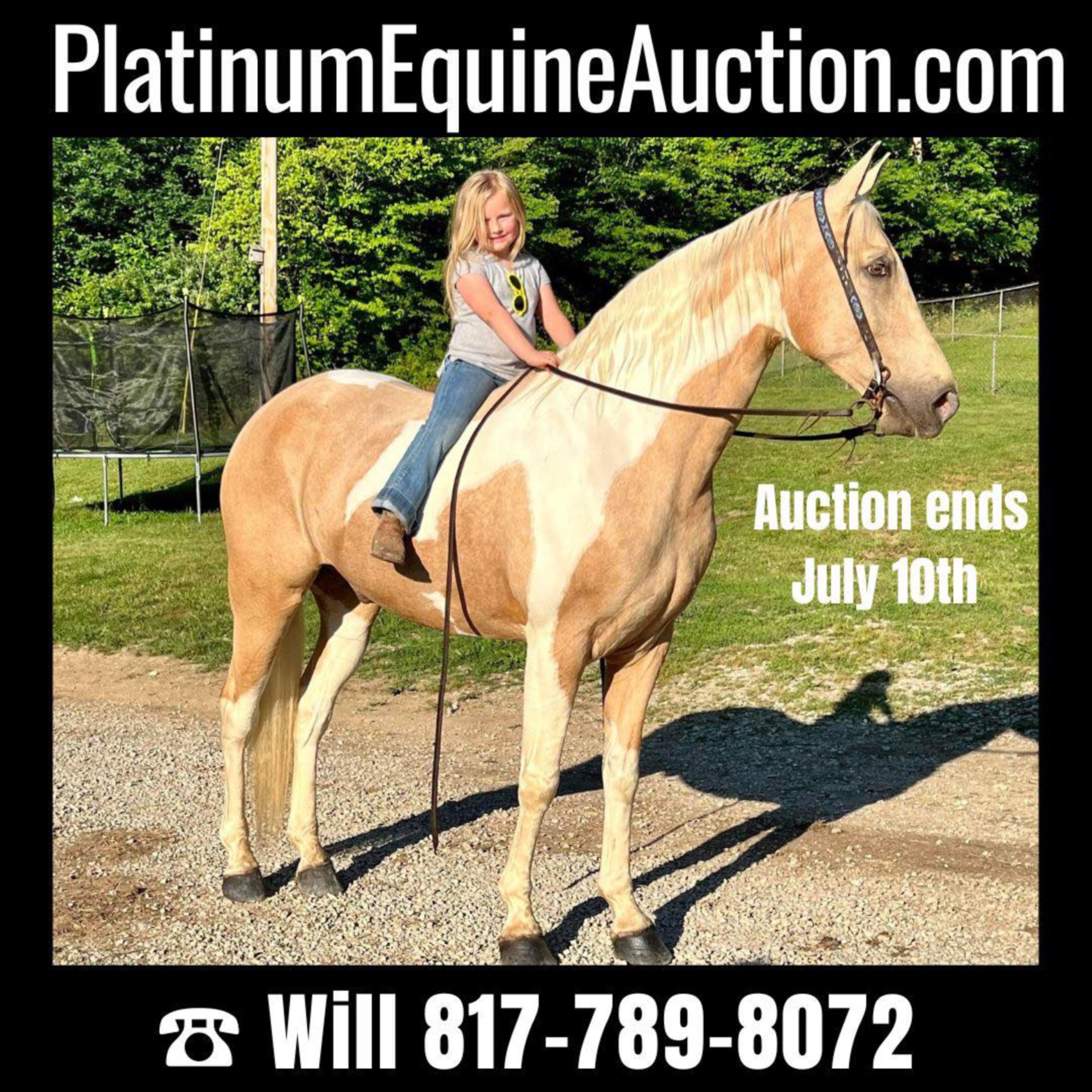 Tennessee Walking Horse Wallach 9 Jahre Tobiano-alle-Farben in West Liberty KY