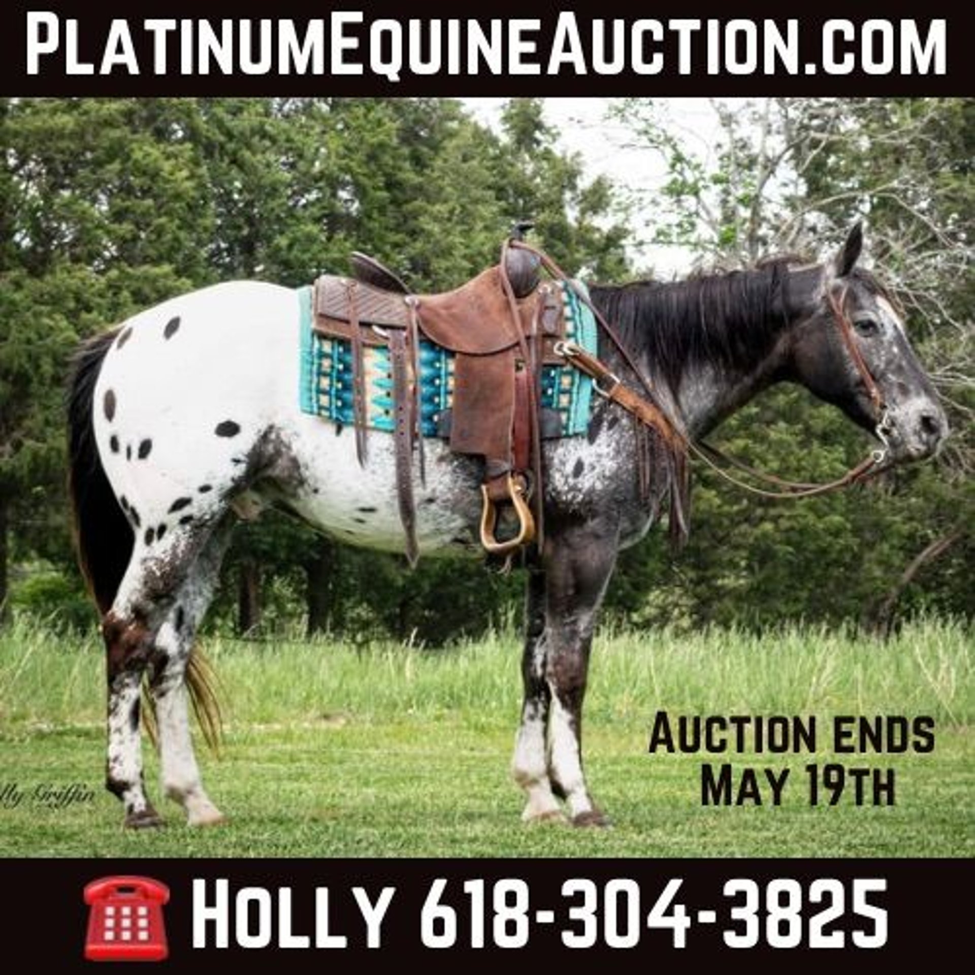 Quarterhäst Valack 14 år 152 cm Fux in Greenville TX