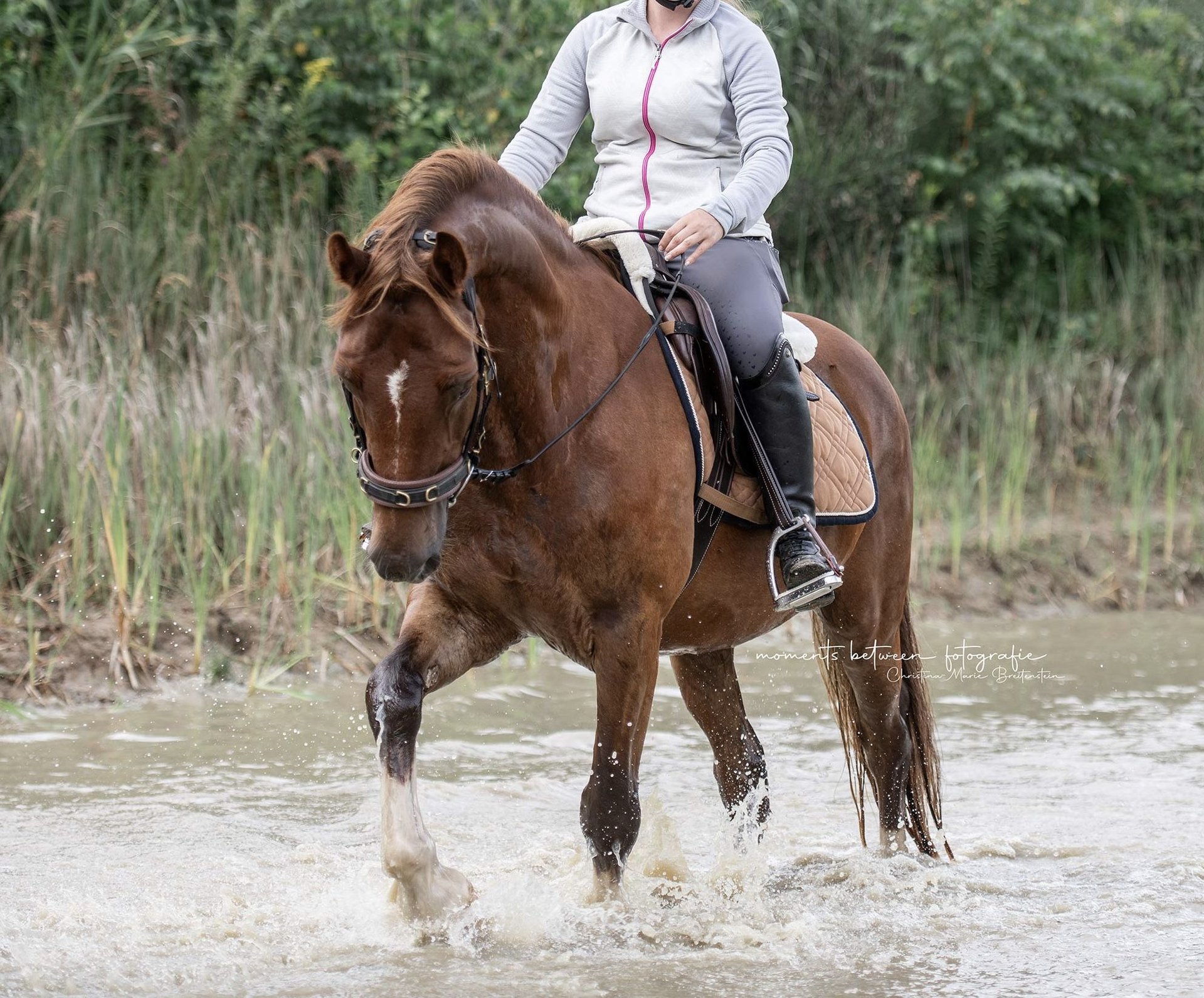 Welsh D (Cob) Gelding 8 years 14,2 hh Chestnut-Red in Loxstedt
